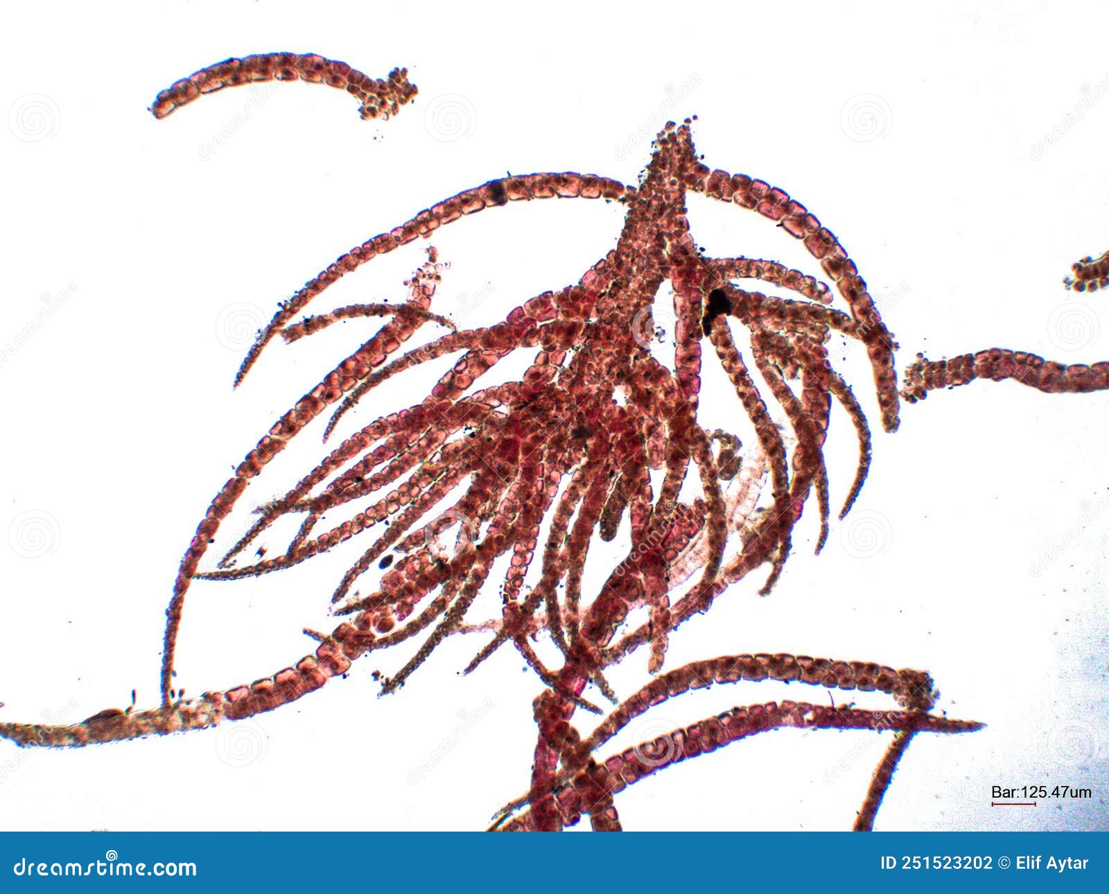 Red Algae Under Microscopic View Stock Photo - Image of isolated, moss ...