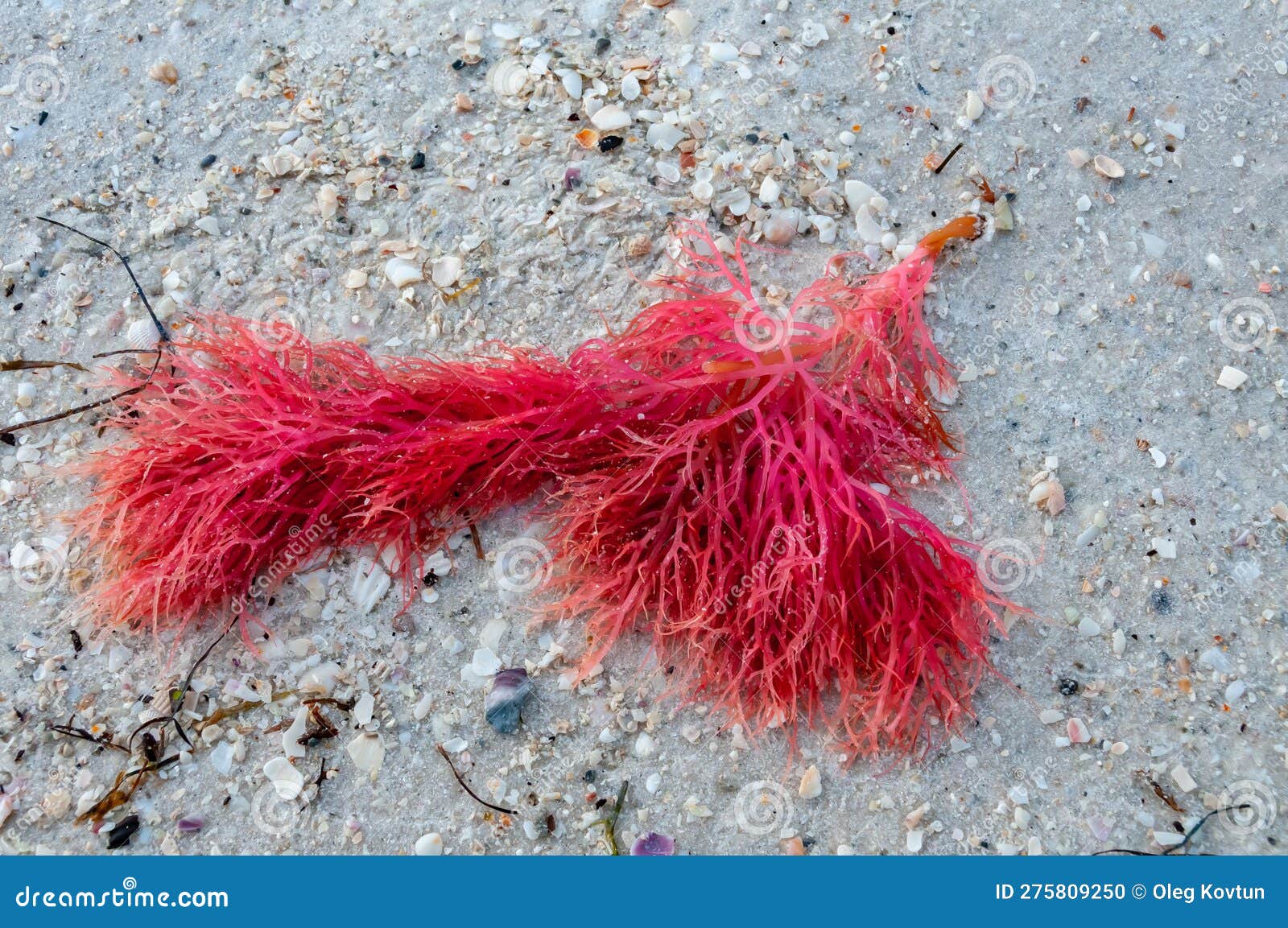 Red Algae Washed Up on the Coast of the Gulf of Mexico, Florida Stock ...