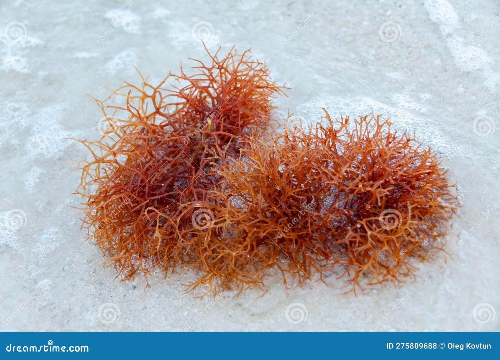 Red Algae Washed Up on the Coast of the Gulf of Mexico, Florida Stock ...