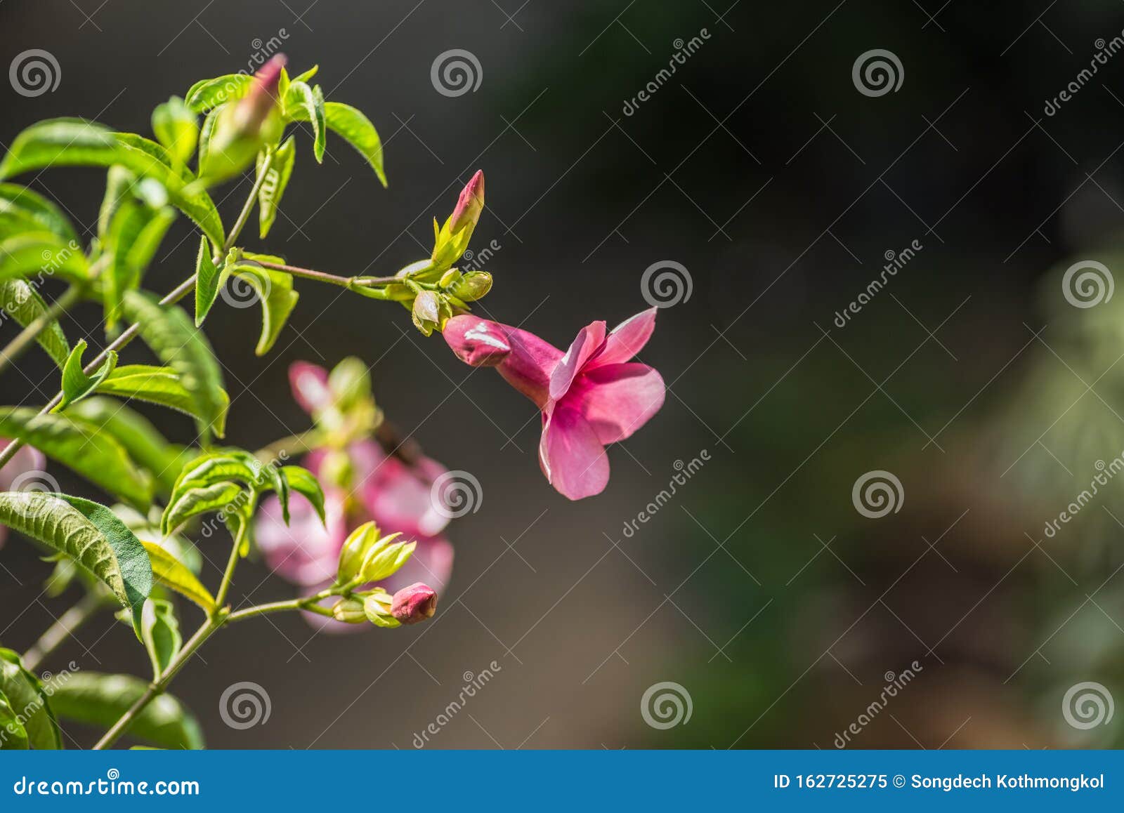 Red Allamanda flowers stock image. Image of allamanda - 162725275