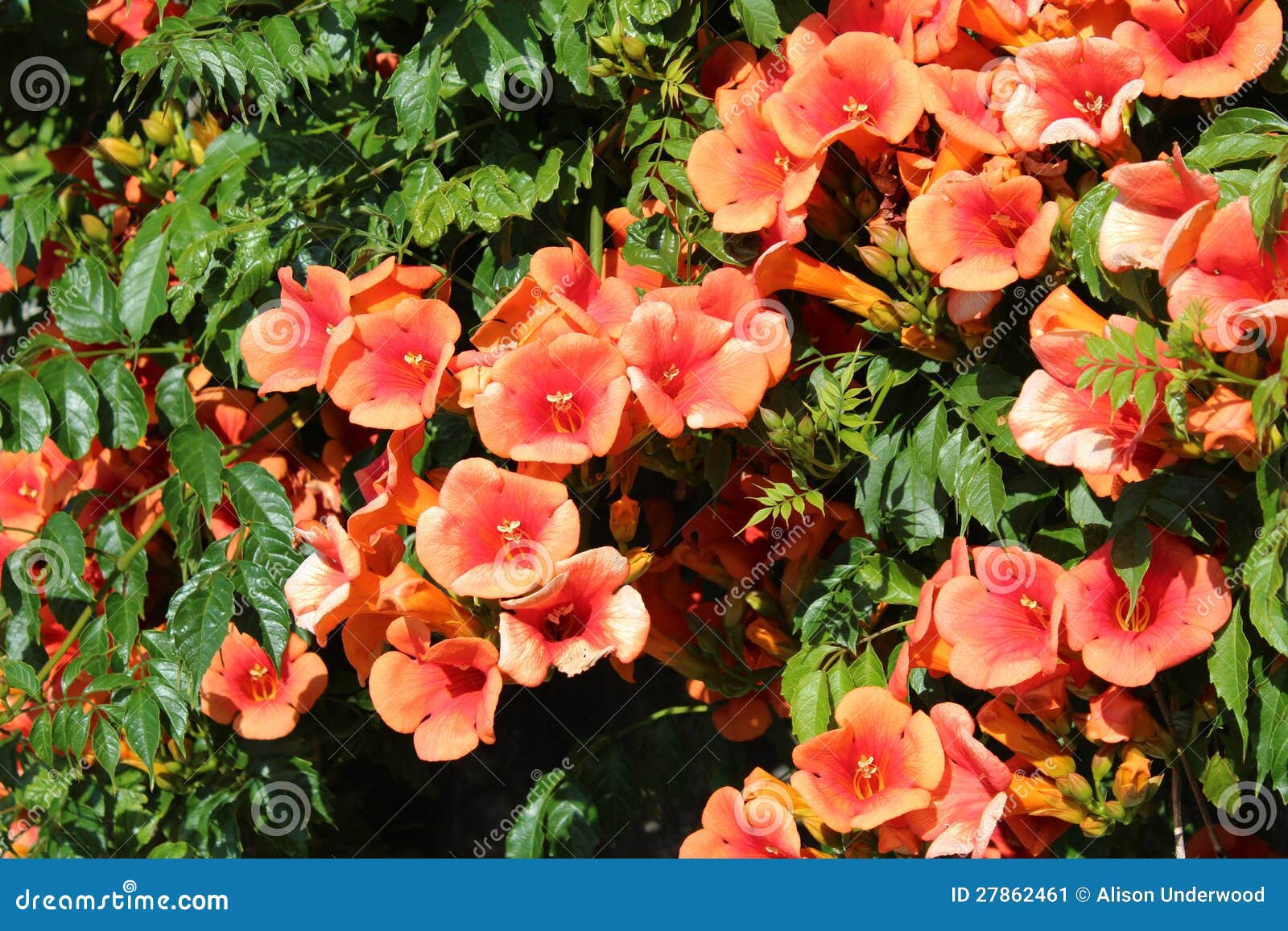Red Allamanda in Full Bloom Stock Image - Image of popular, bright ...