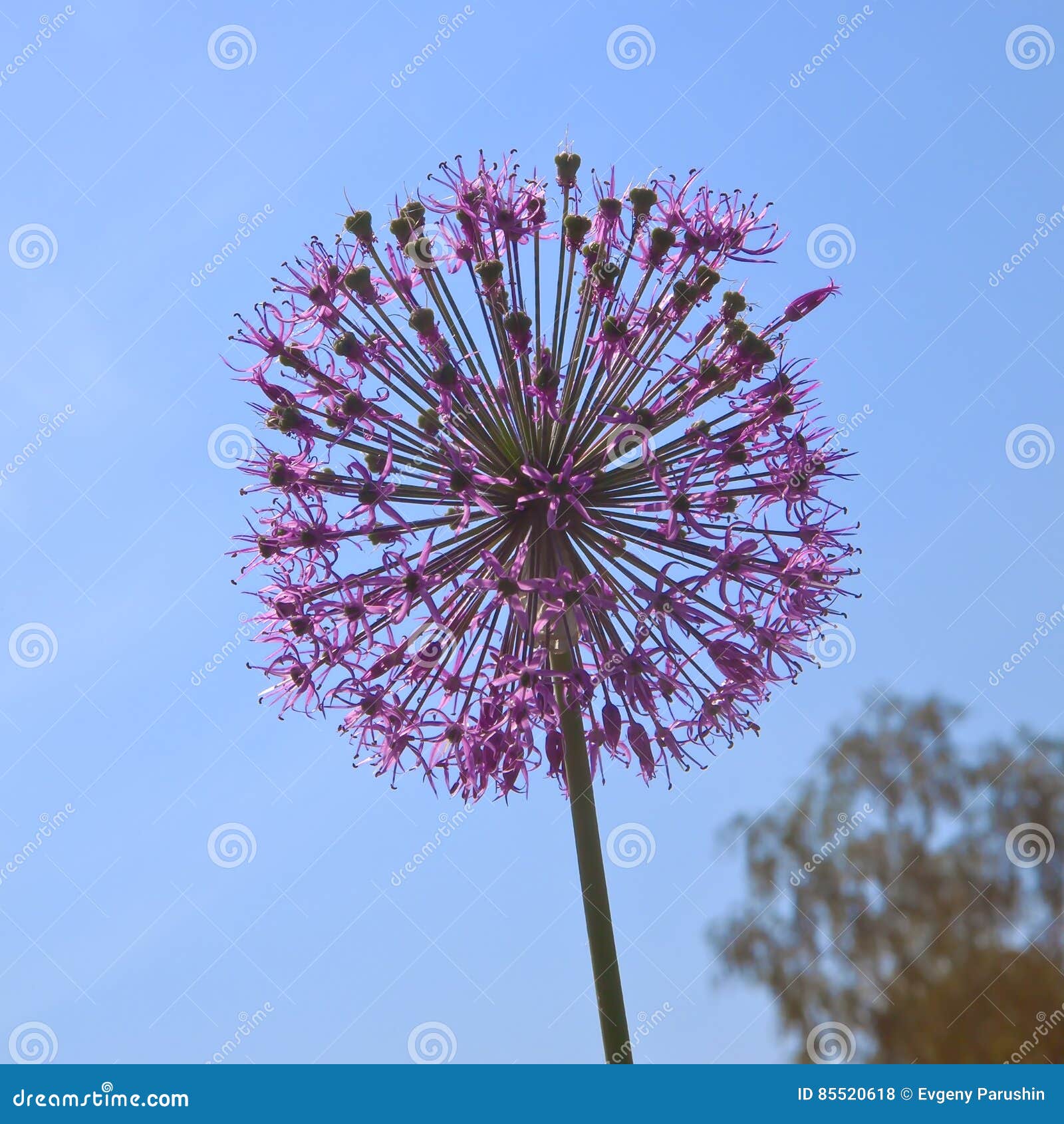 Red Allium flower stock photo. Image of flower, culture - 85520618