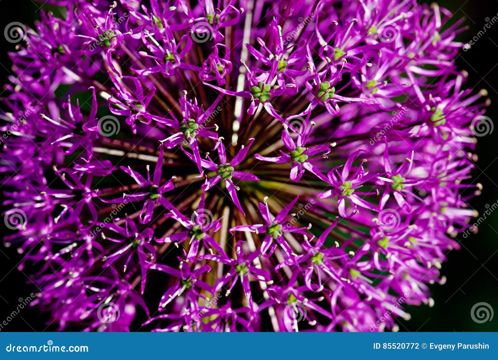 Red Allium flower stock photo. Image of garden, petal - 85520772