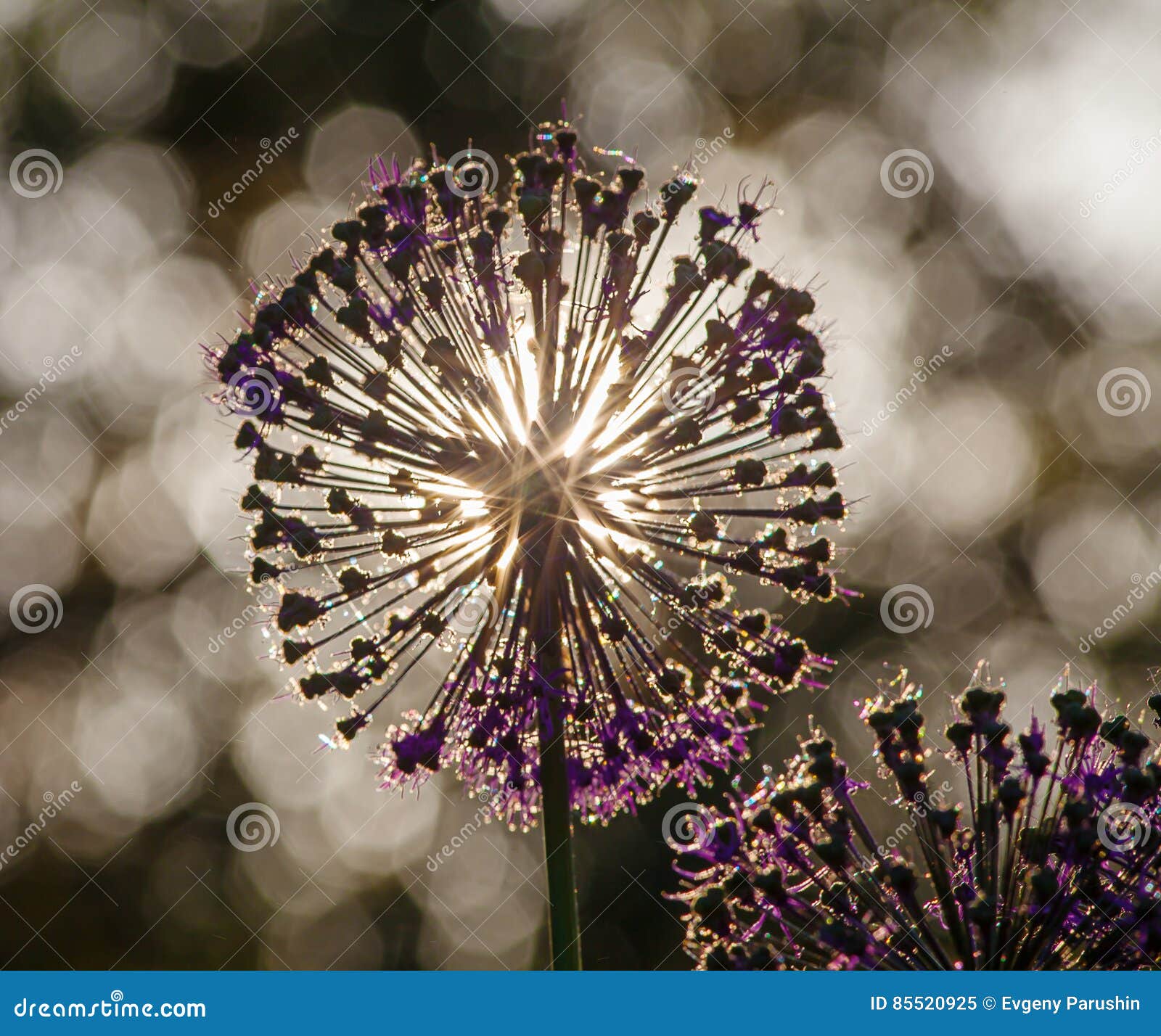 Red Allium flower stock image. Image of brightly, nature - 85520925