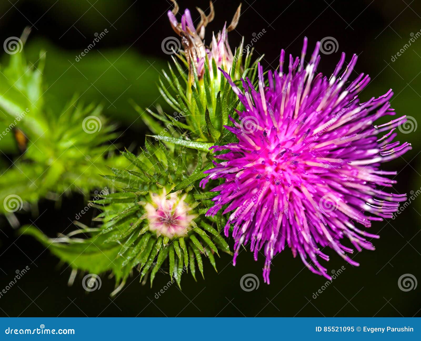 Red Allium flower stock image. Image of brightly, culture - 85521095