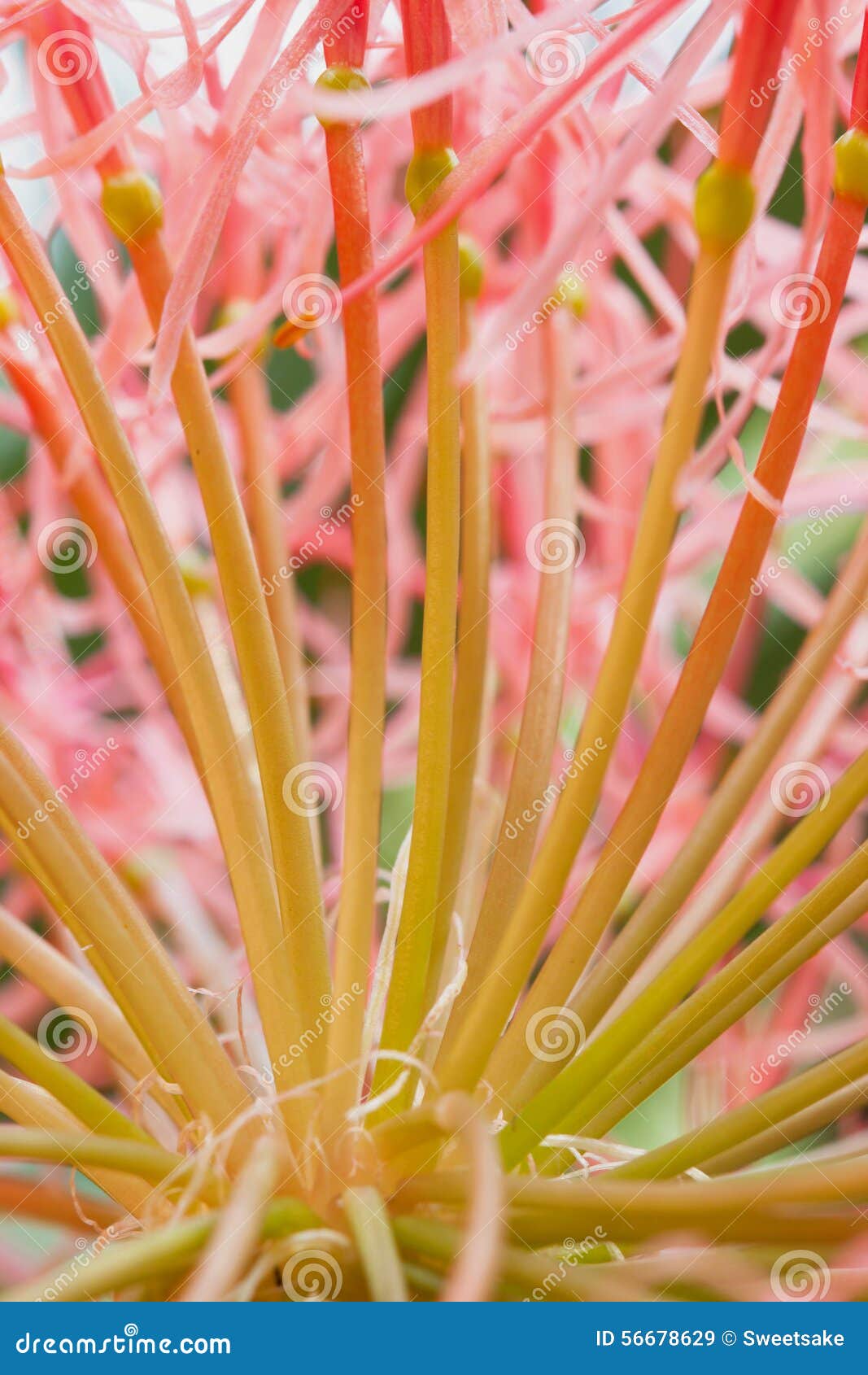 Red allium flower stock image. Image of natural, leaves - 56678629