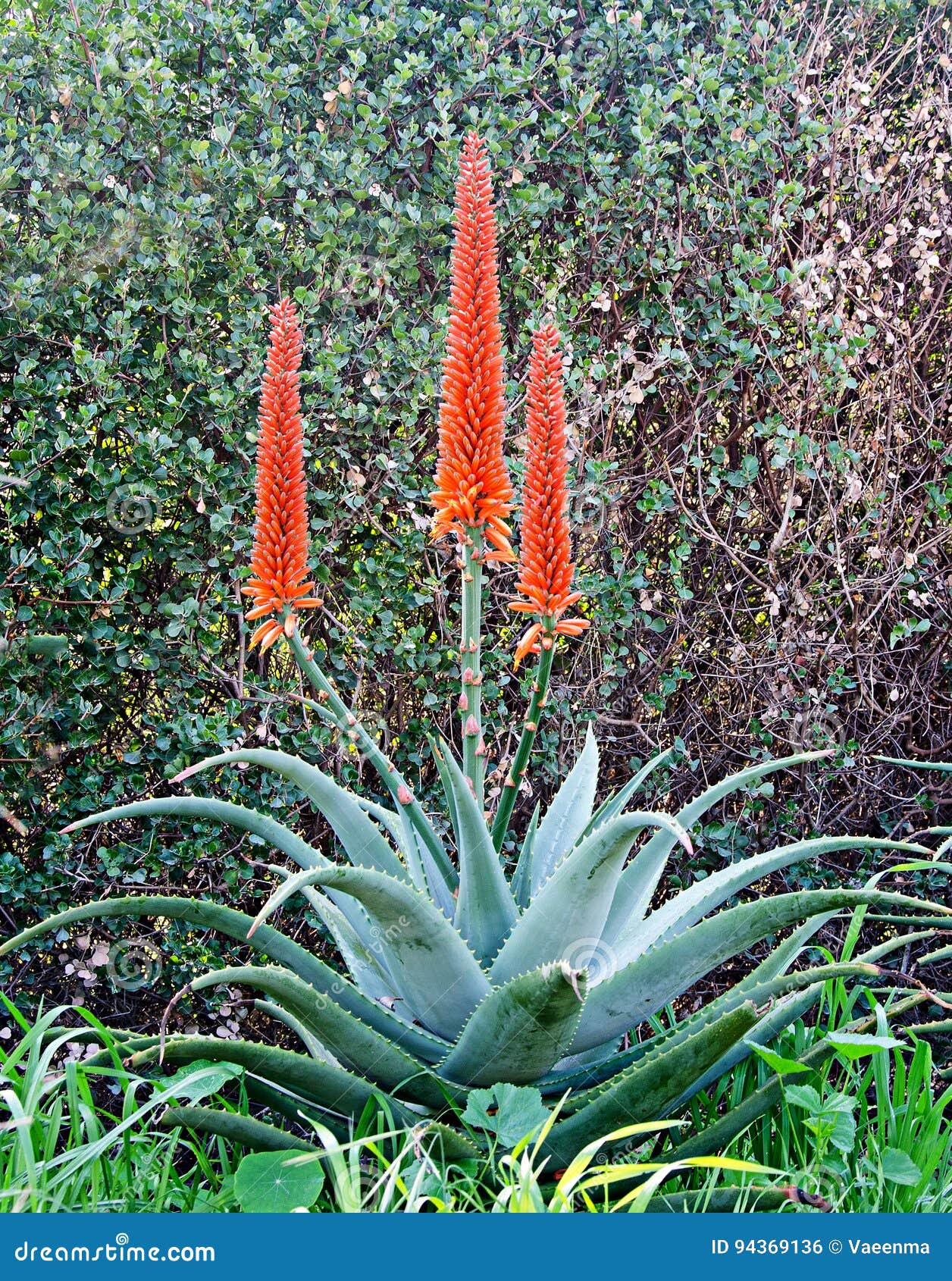 Red aloe flowers stock photo. Image of close, outdoor - 94369136