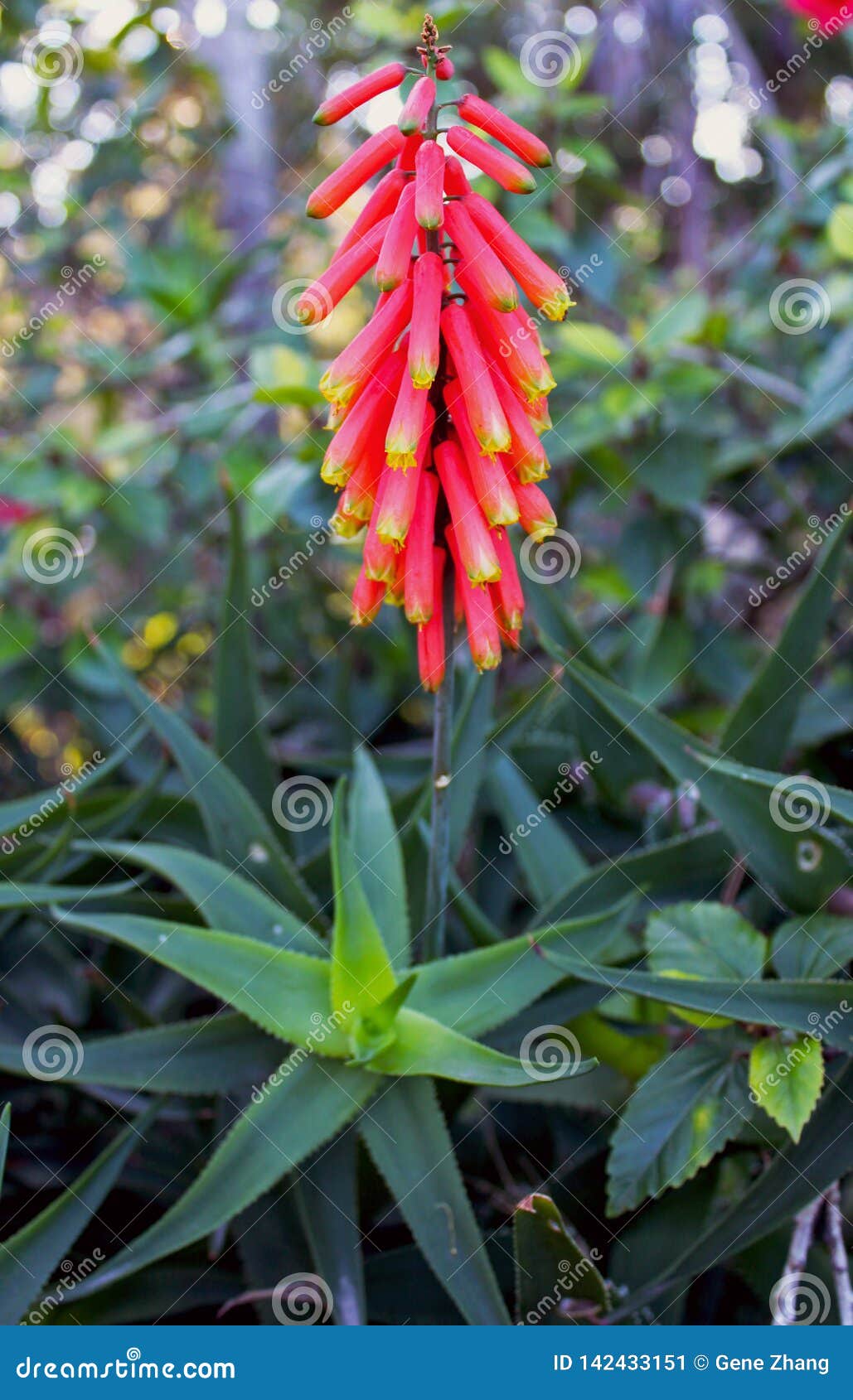 Red aloe flowers stock image. Image of beautiful, pink - 142433151