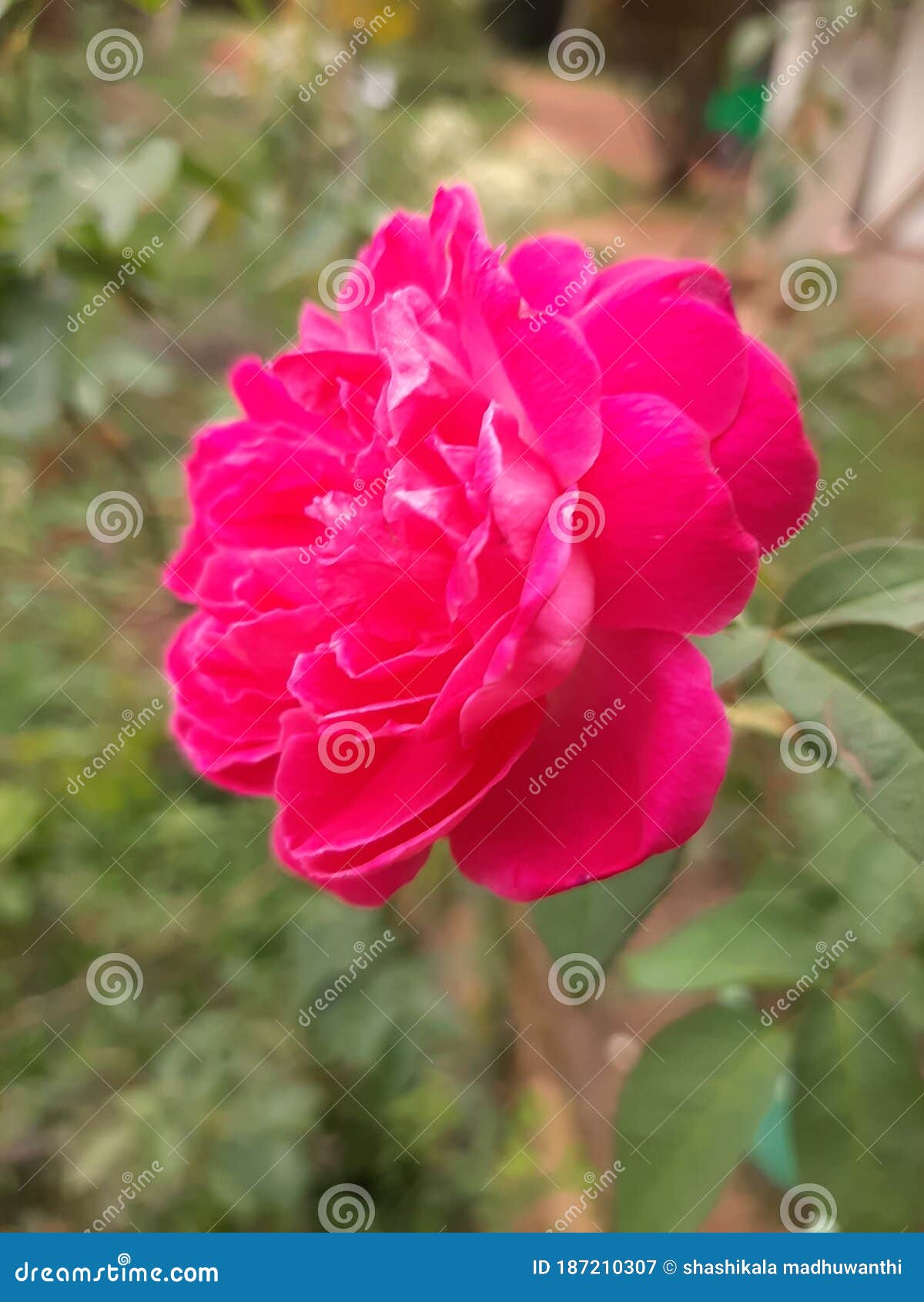 Red Alone Big Rose in Jungle Stock Image - Image of jungle, alone ...