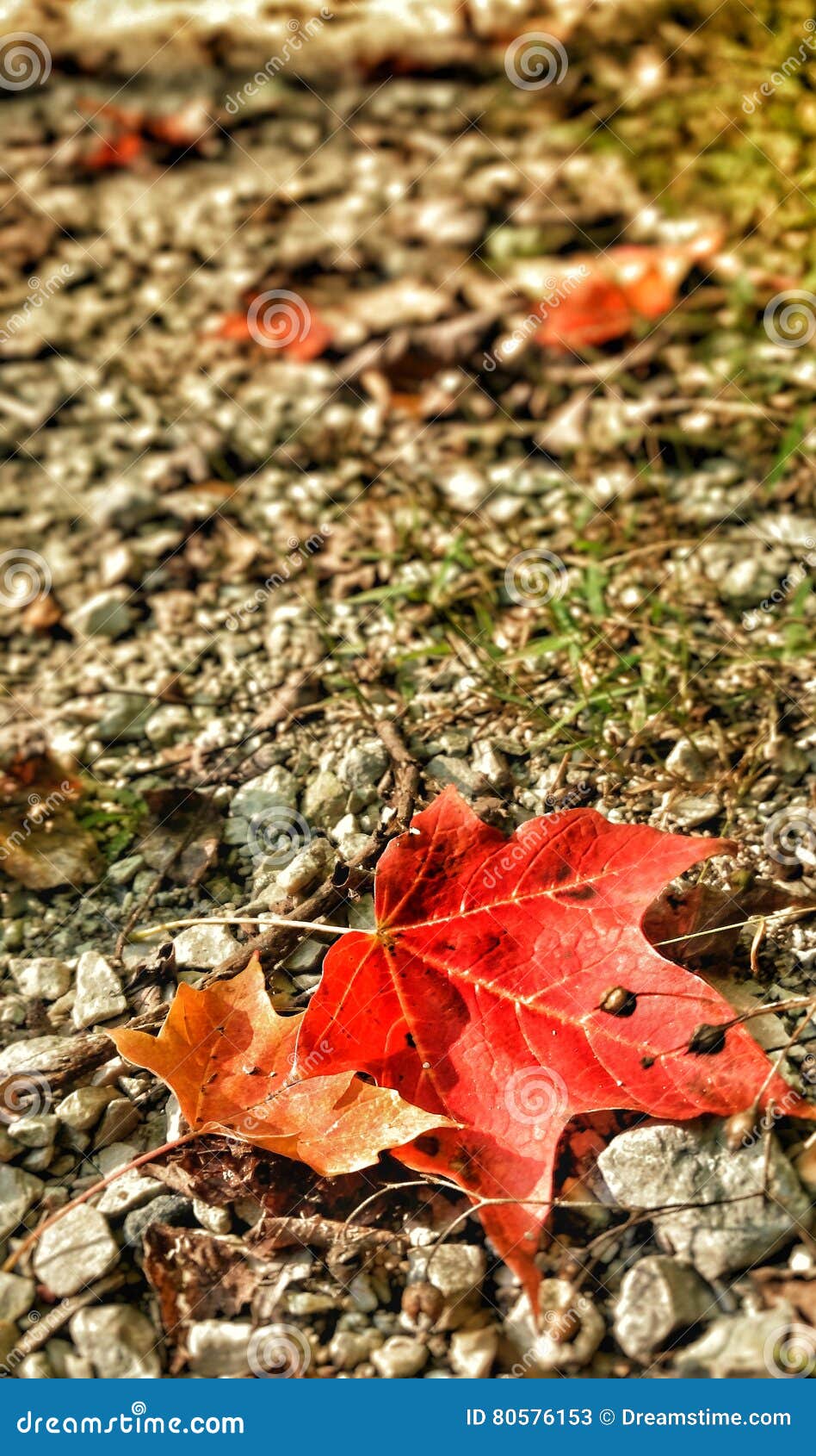 Red alone stock image. Image of alone, leaf, fall, maple - 80576153
