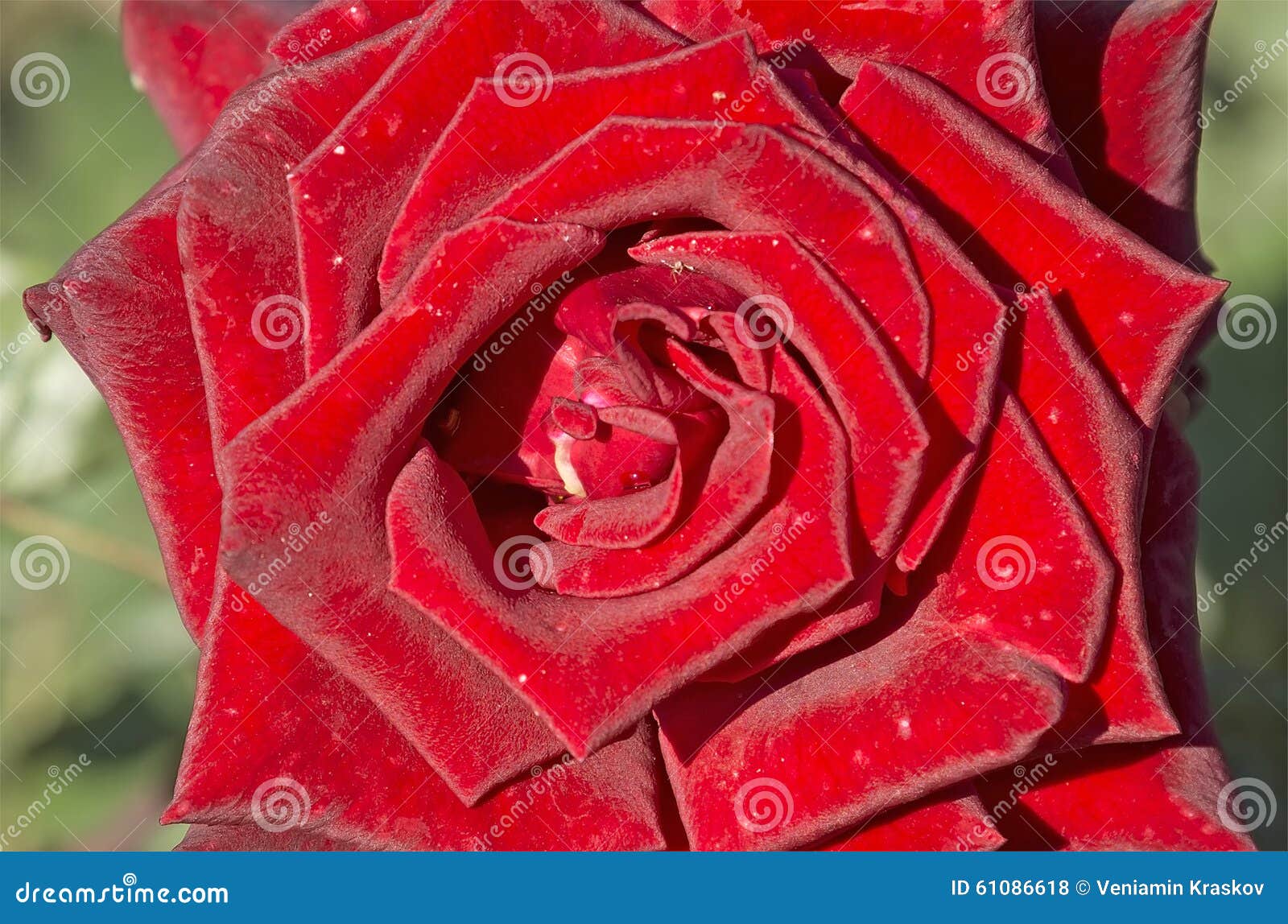 Red alone rose stock photo. Image of natural, freshness - 61086618