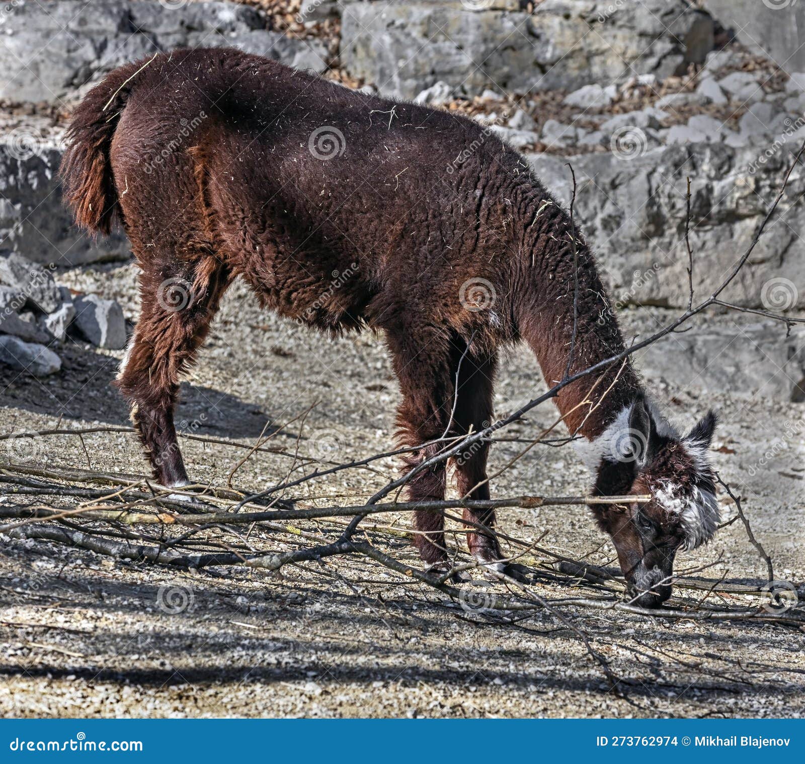 Red alpaca eats twigs 1 stock photo. Image of fauna - 273762974