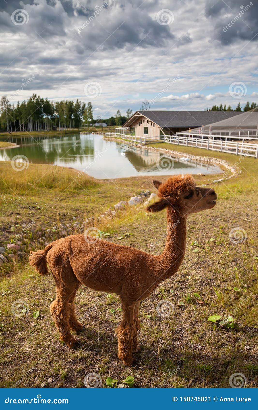 Red alpaca on the farm stock image. Image of park, wildlife - 158745821