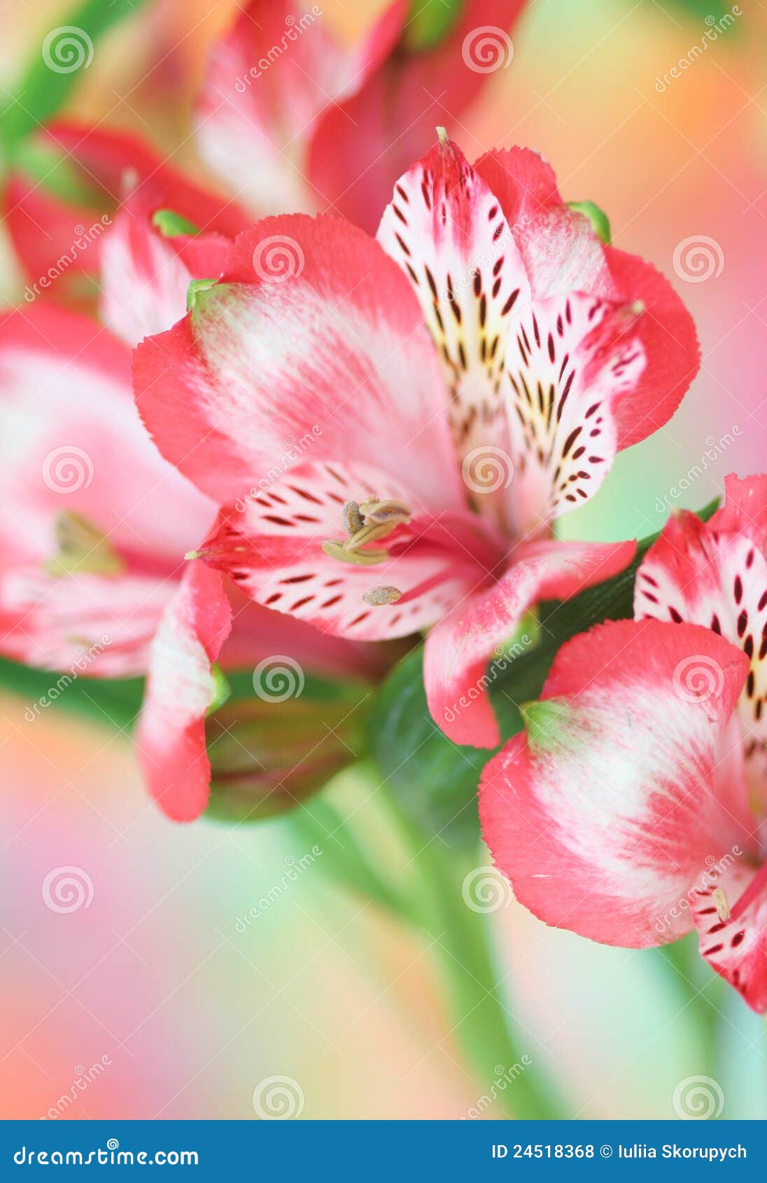 Red alstroemeria flower stock photo. Image of pink, stamen - 24518368