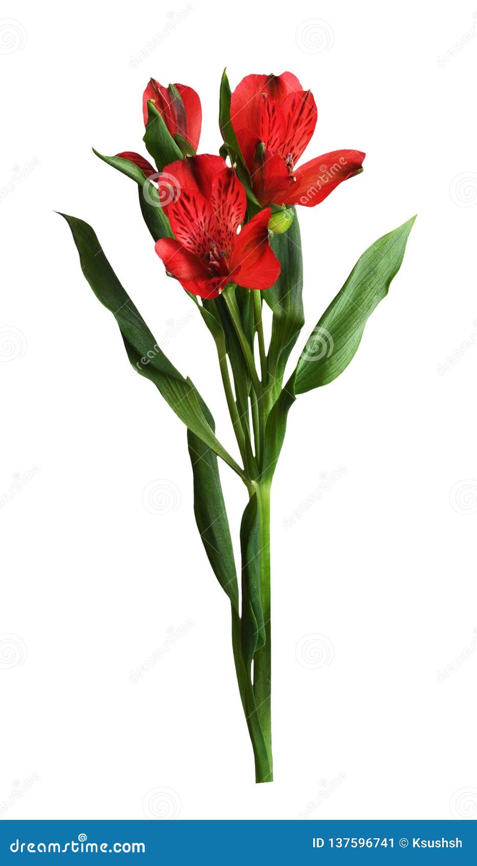 Red alstroemeria flowers stock image. Image of romantic - 137596741