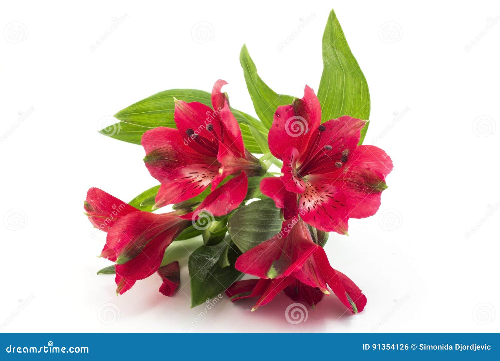 Red Alstroemeria Flowers stock photo. Image of flora - 91354126
