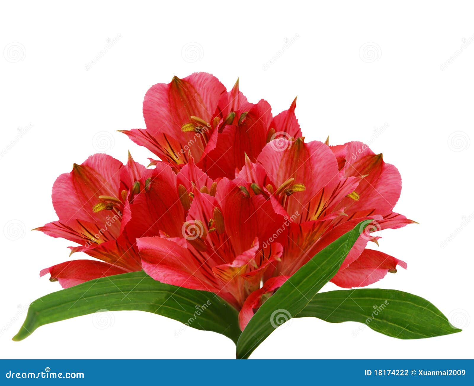 Red alstroemeria lily stock photo. Image of objects, arrangement - 18174222