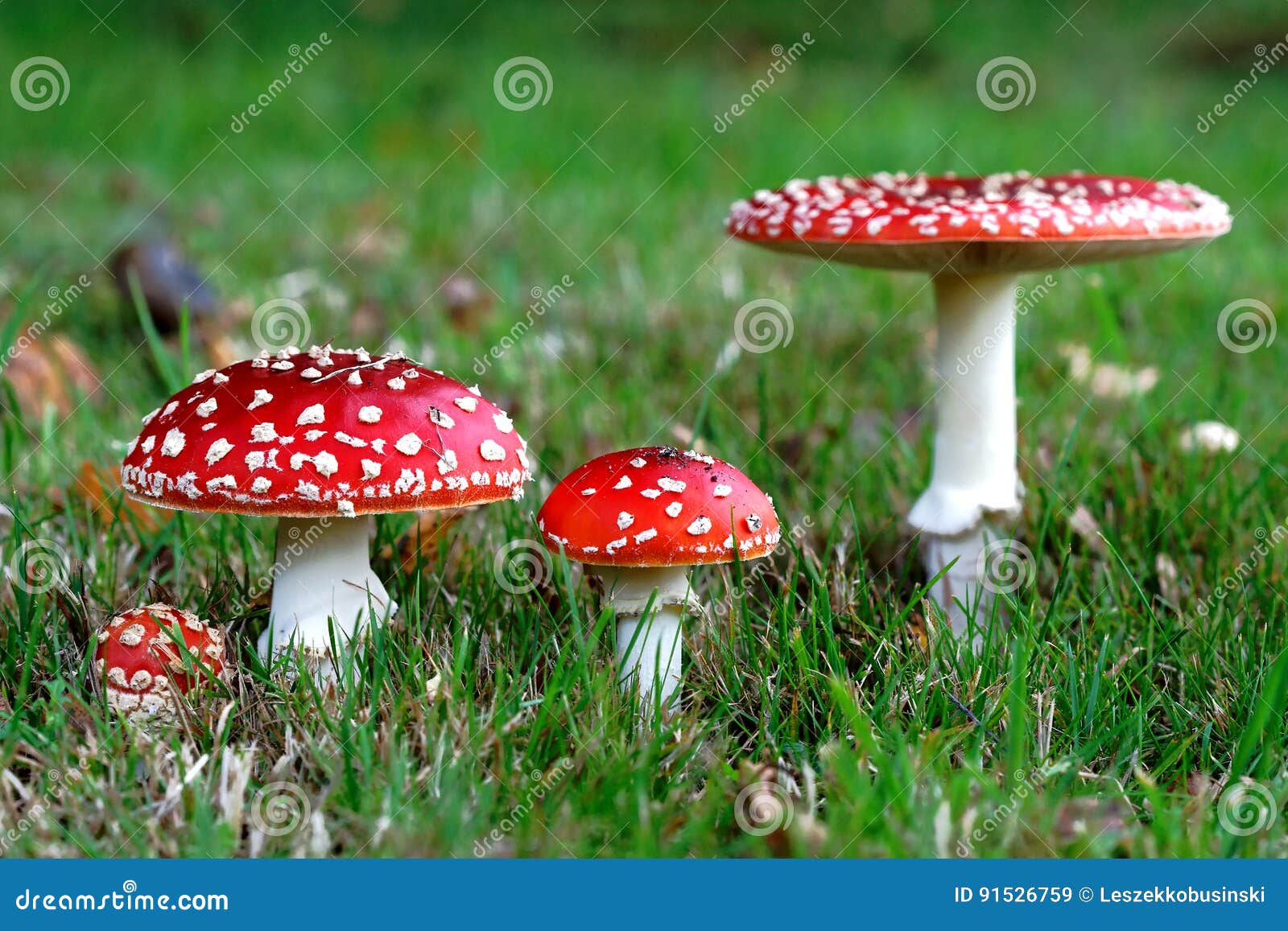 Red Amanita Muscaria Mushrooms Stock Image - Image of moss, toxic: 91526759 Red Amanita Muscaria Mushrooms Stock Image - Image of moss, toxic: 91526759