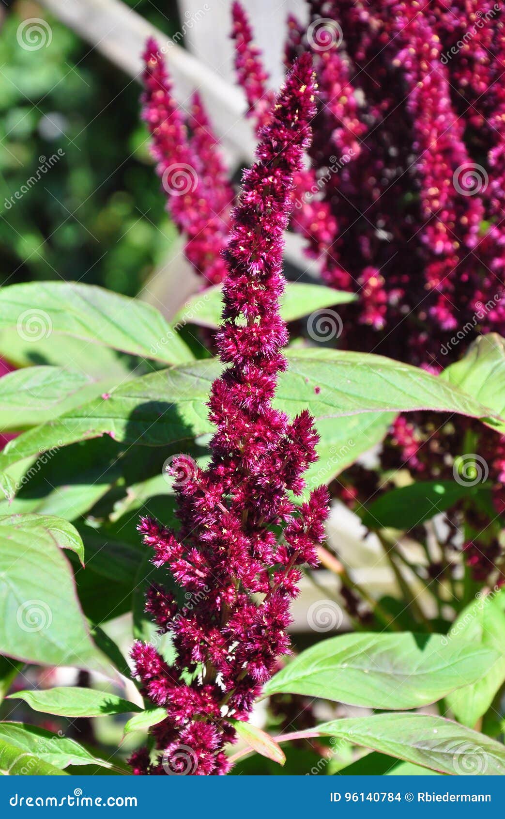 Red Amaranth (Amaranthus Cruentus) Stock Photo - Image of plant, flora ...
