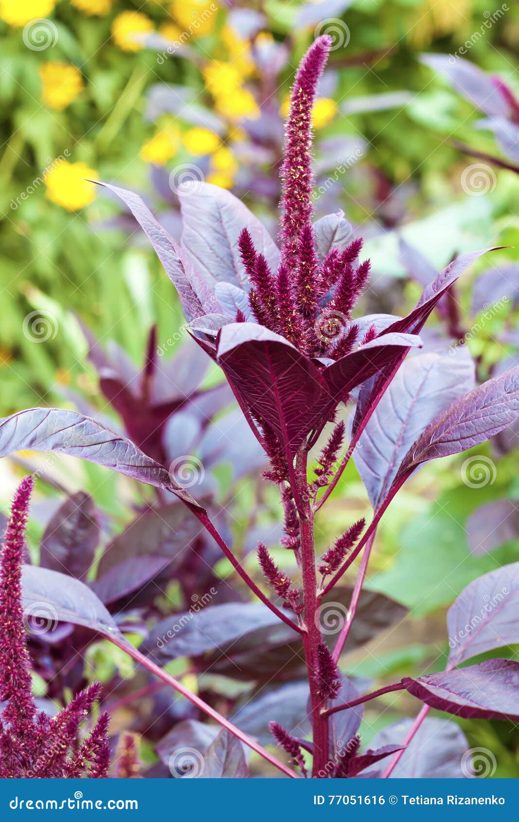 Red Amaranth (Amaranthus Cruentus) Inflorescence Stock Photo - Image of ...