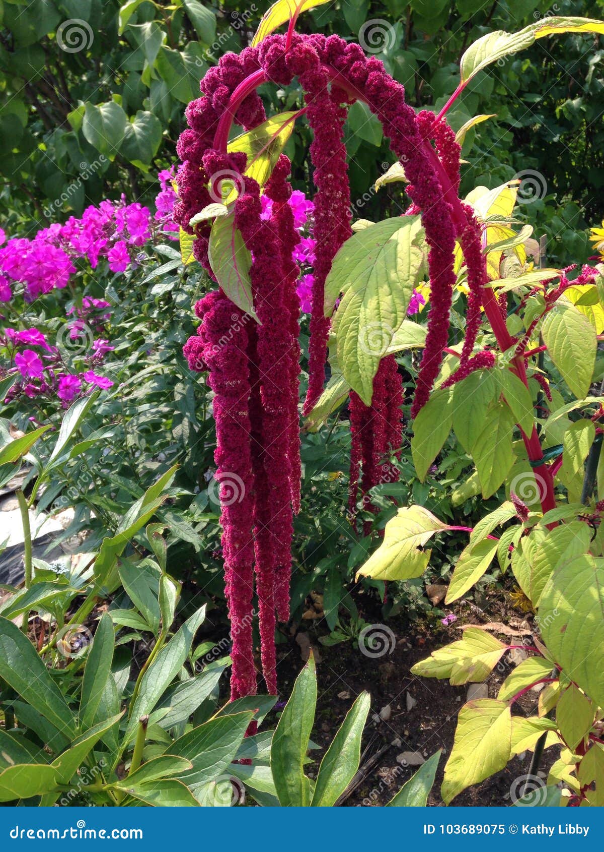 Red amaranth stock image. Image of gracefully, flower - 103689075