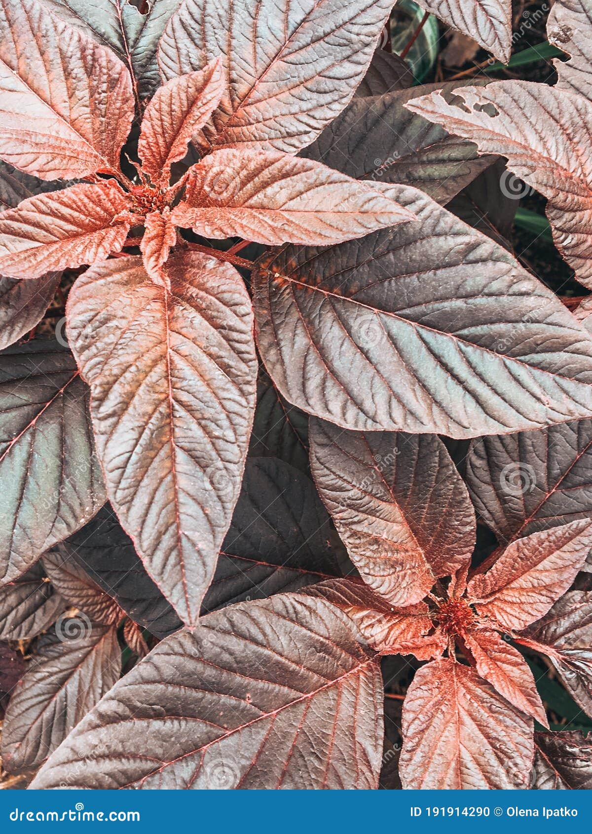 Amarantus stock photo. Image of leaves, amaranth, pattern - 191914290