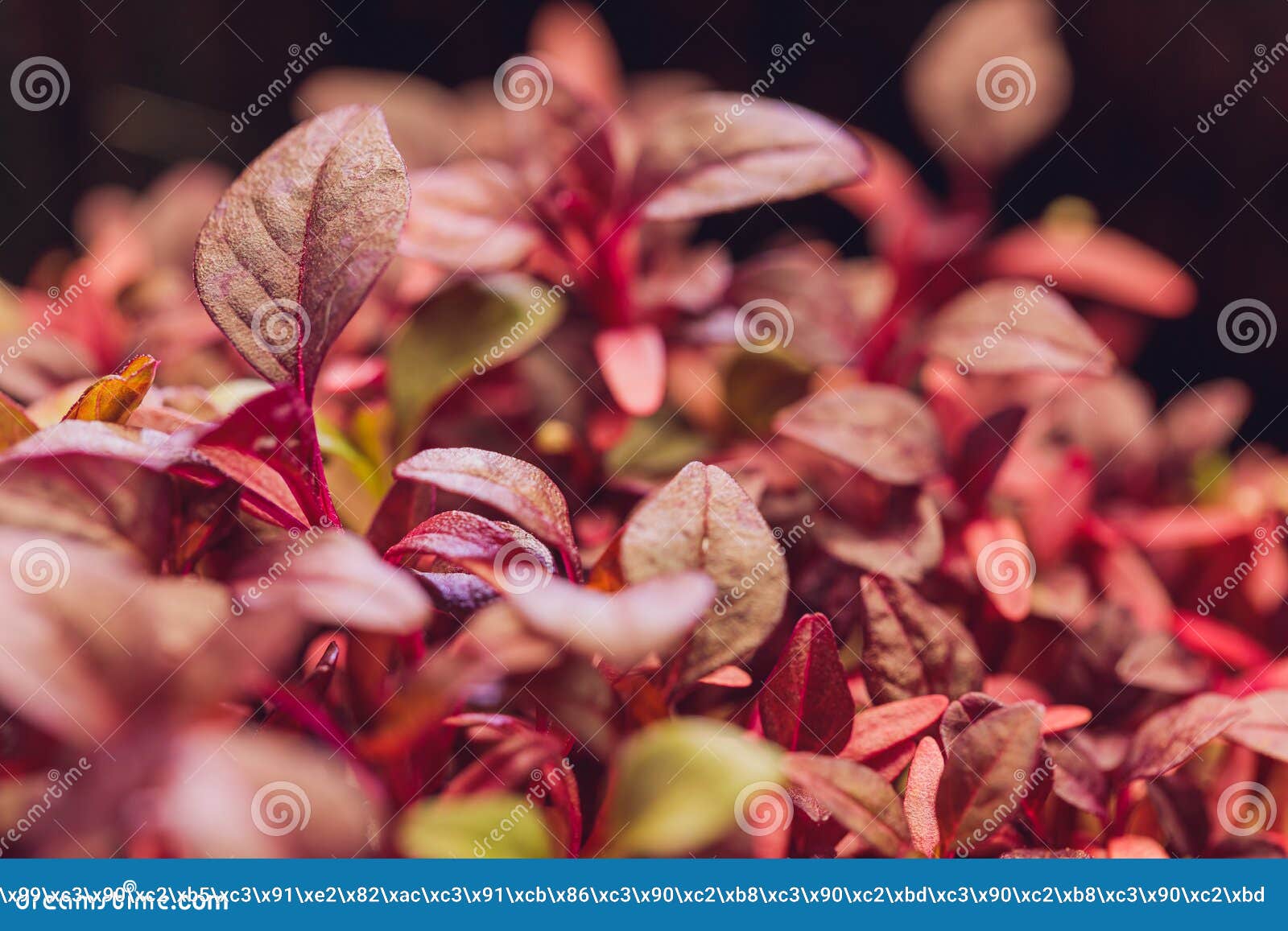 Red Amaranth Microgreens Royalty-Free Stock Photo | CartoonDealer.com ...