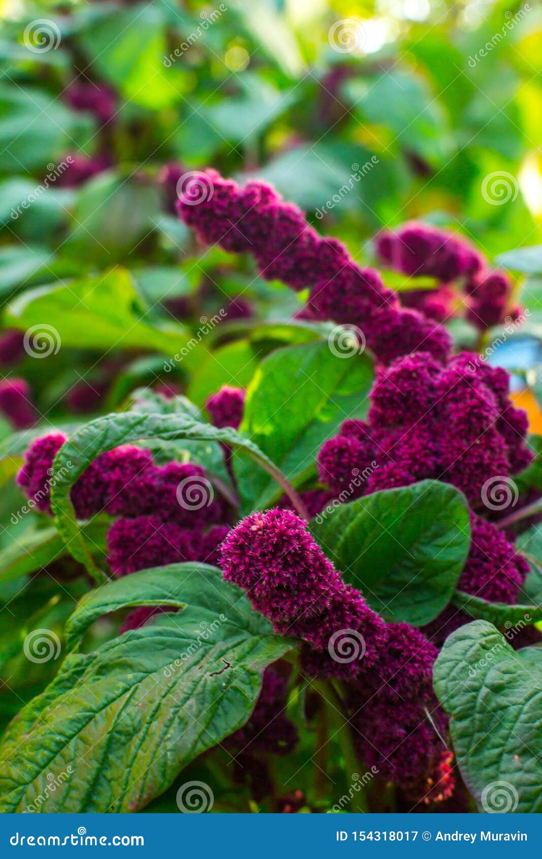 Red amaranth stock image. Image of cruentus, herb, velvet - 154318017