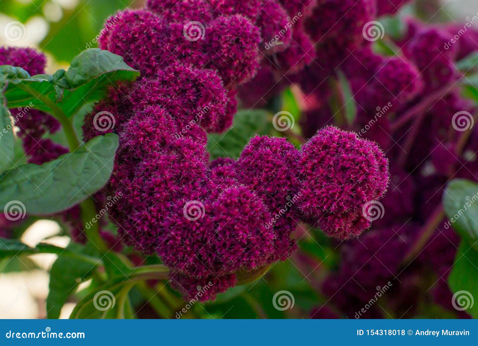Red amaranth stock photo. Image of botany, herb, green - 154318018