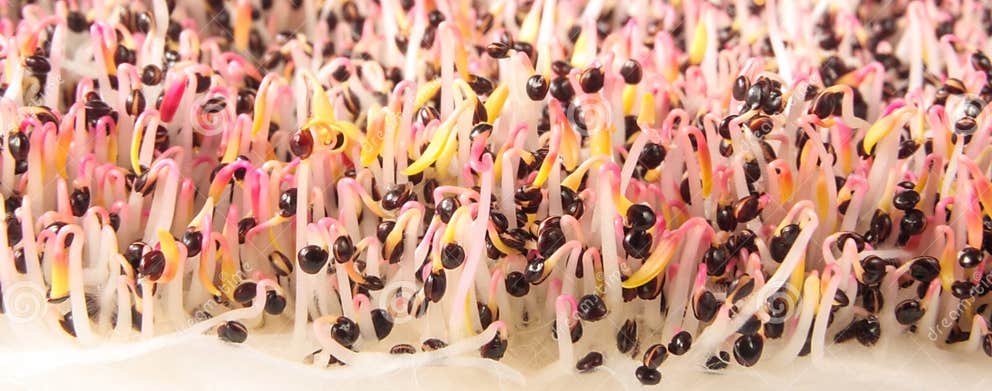 Red Amaranth Seeds Begin To Sprout Stock Photo - Image of sprouts ...