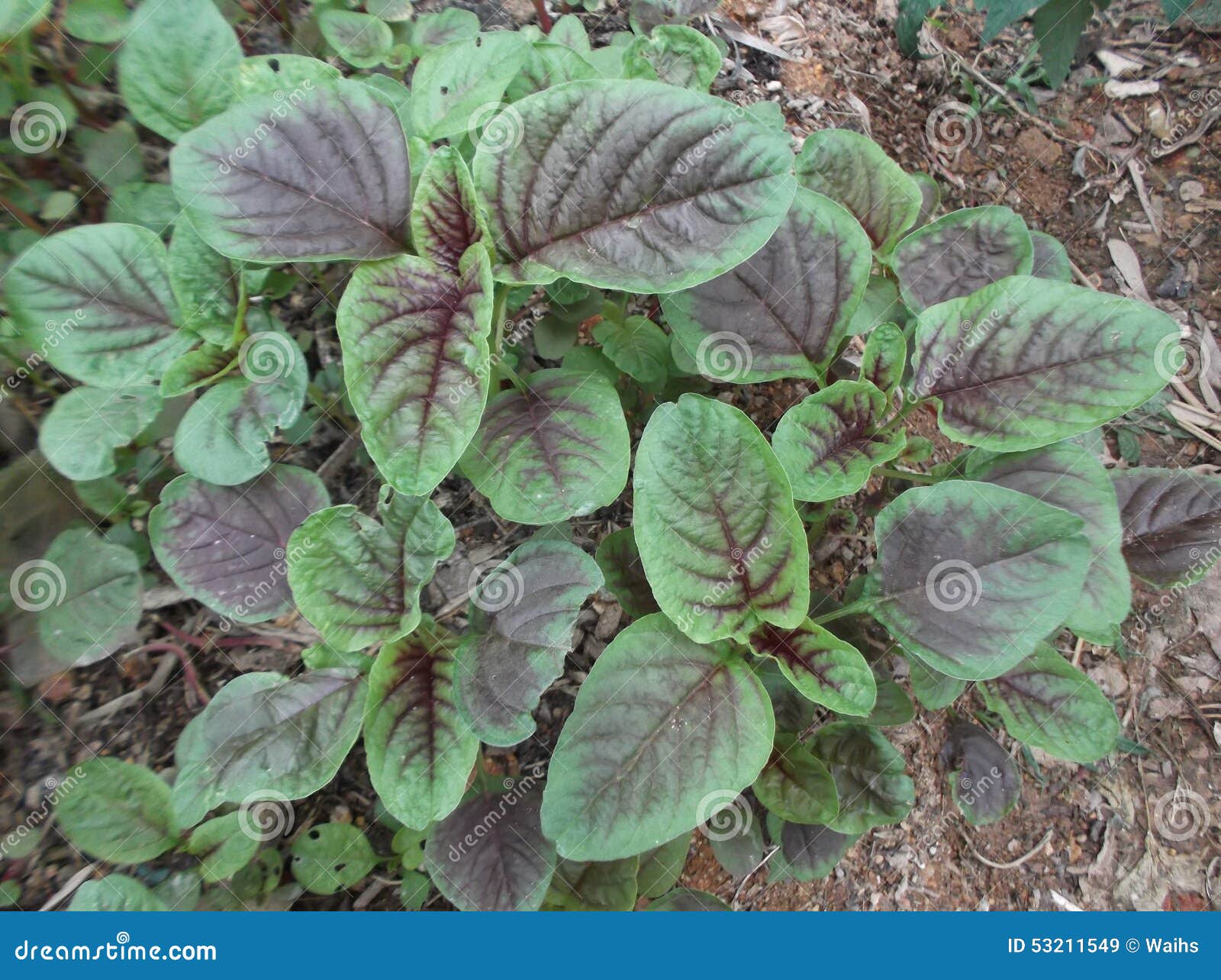 Red amaranth stock image. Image of areas, green, amaranth - 53211549