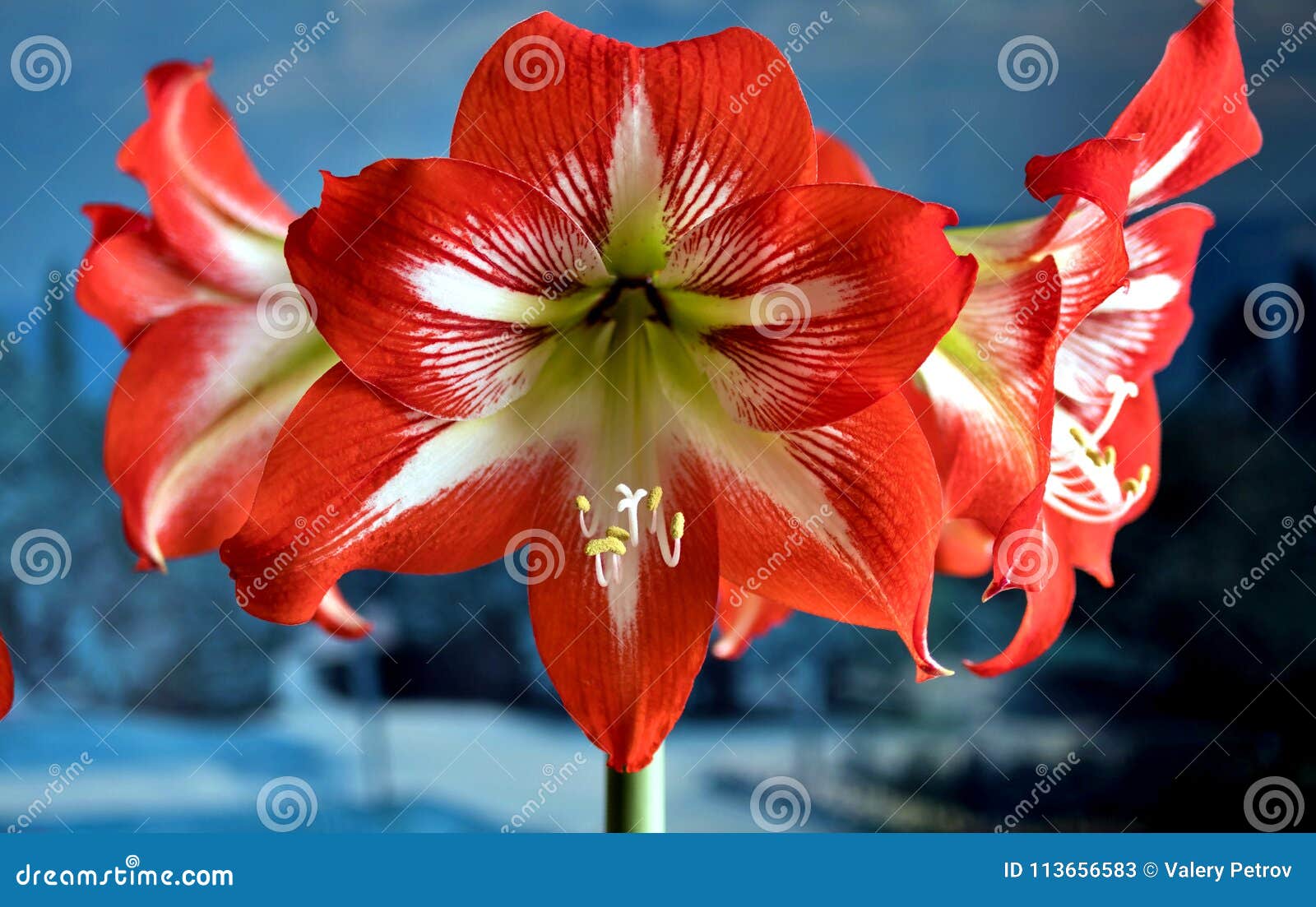 Red Amarillis Flower, Macro Stock Image - Image of amaryllis, beautiful ...