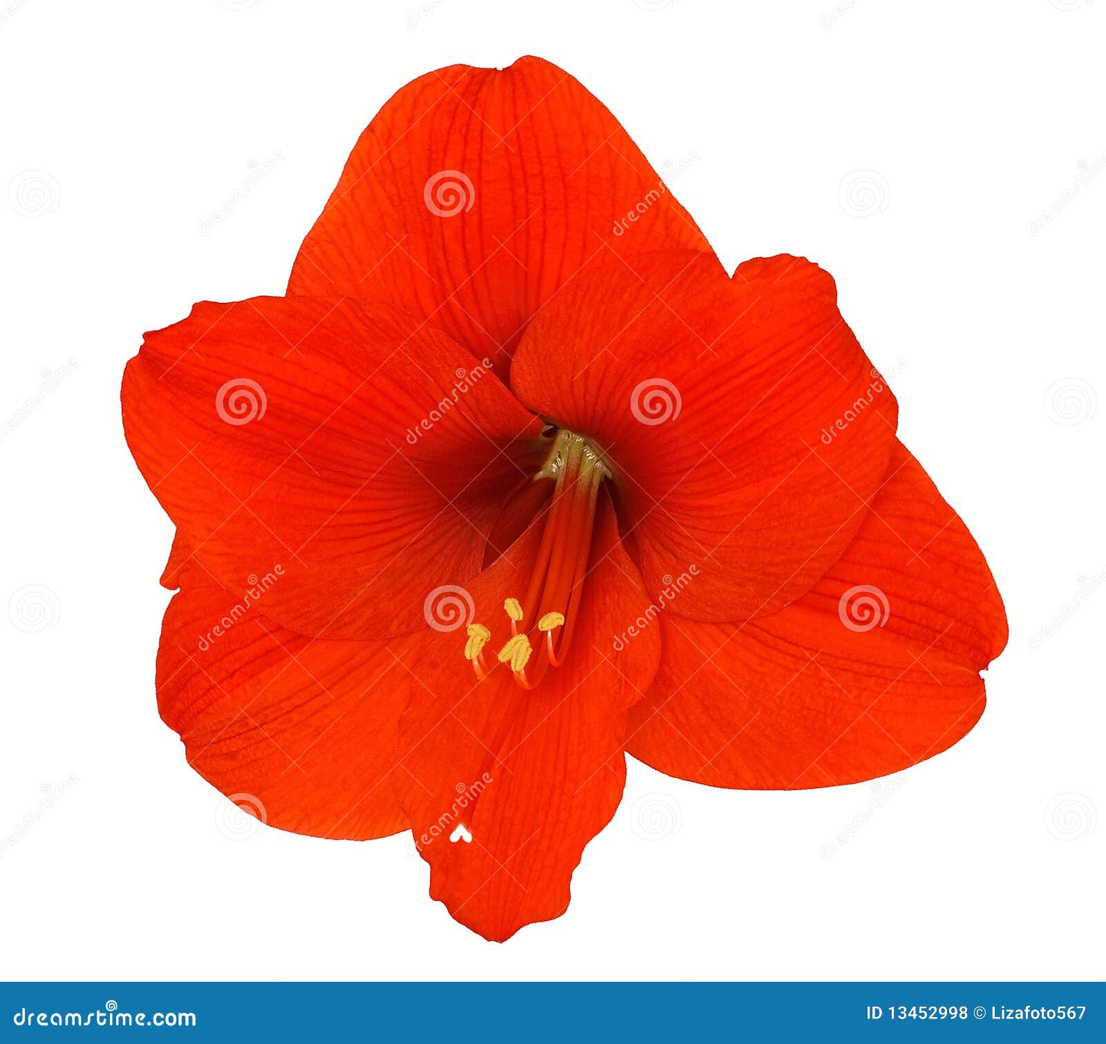 Red amaryllis stock photo. Image of scarlet, flower, petals - 13452998