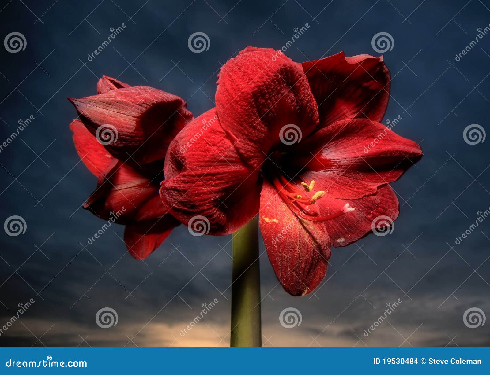 Red amaryllis stock photo. Image of belladonna, amaryllis - 19530484