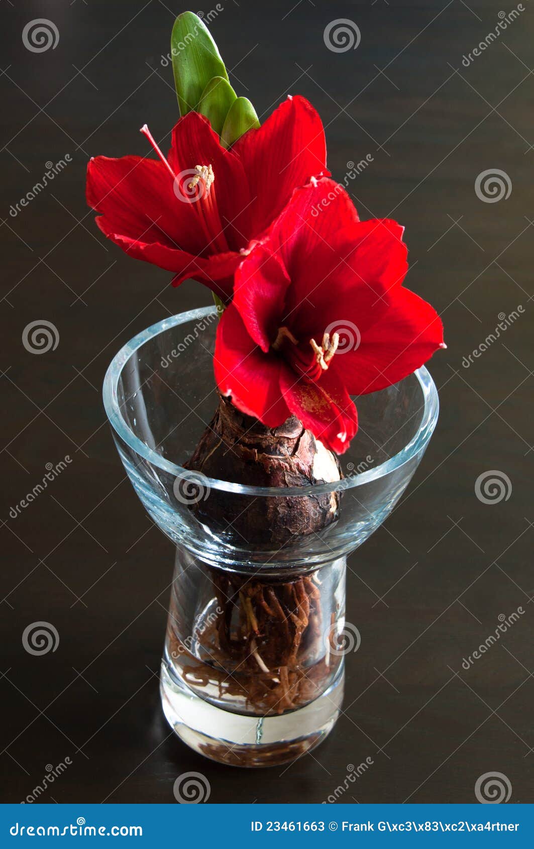 174 Lilly Roots Stock Photos - Free & Royalty-Free Stock Photos from ...