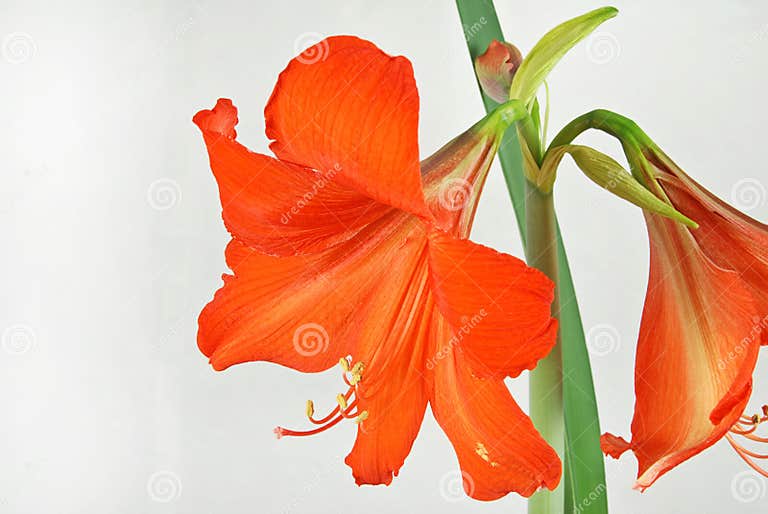 Red amaryllis stock photo. Image of gift, petal, garden - 3951286