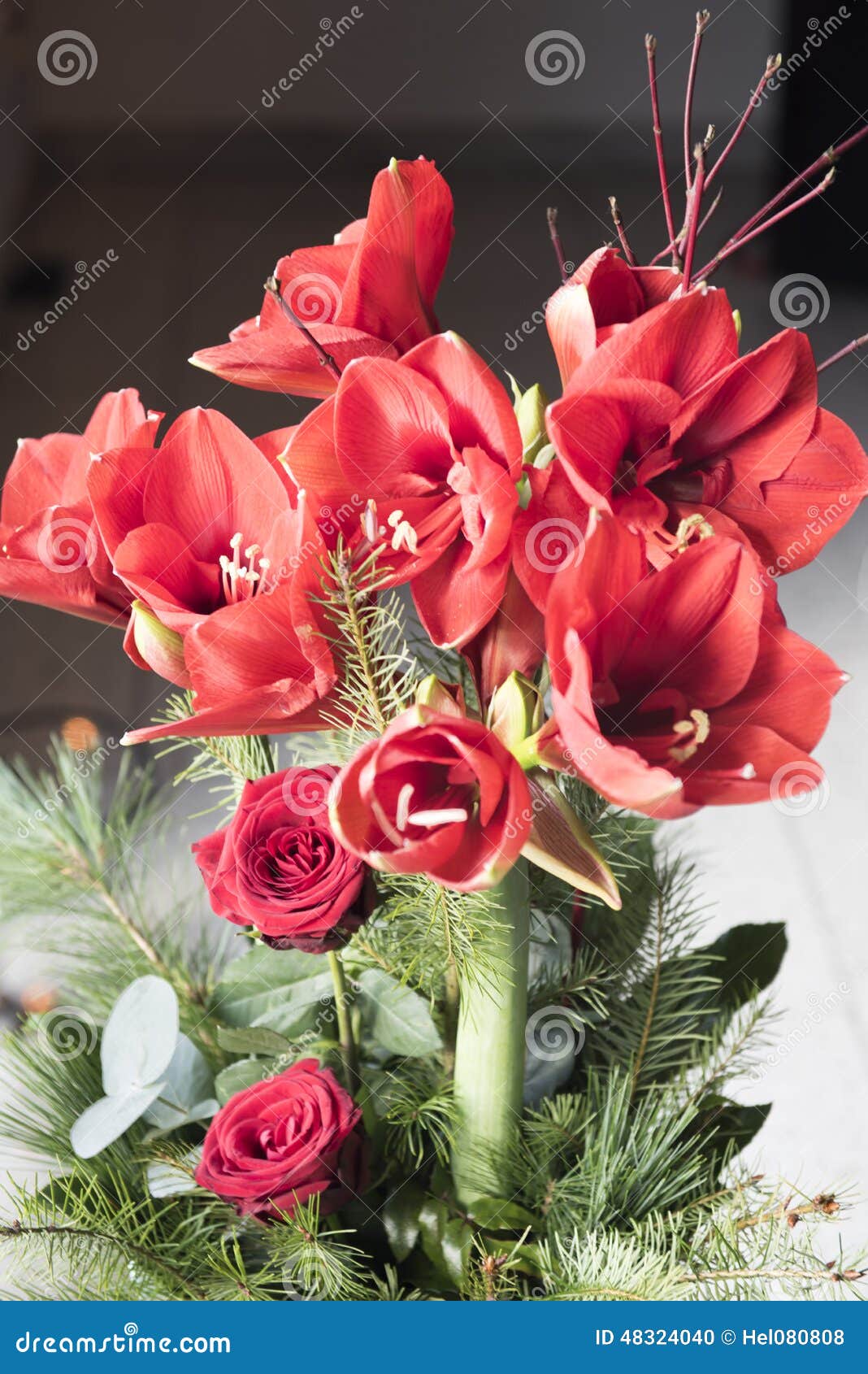 Red Amaryllis stock photo. Image of advent, floral, amaryllis - 48324040