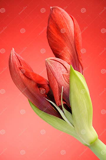 Red Amaryllis flower stock image. Image of floral, beauty - 12558127