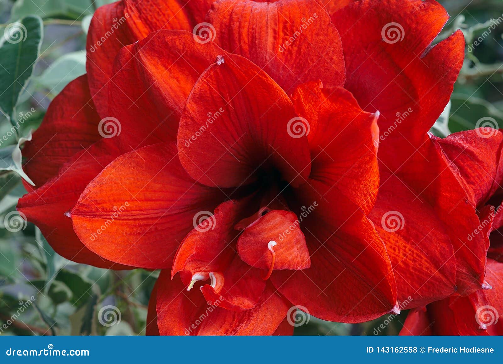 Red Amaryllis flower stock photo. Image of nature, close - 143162558