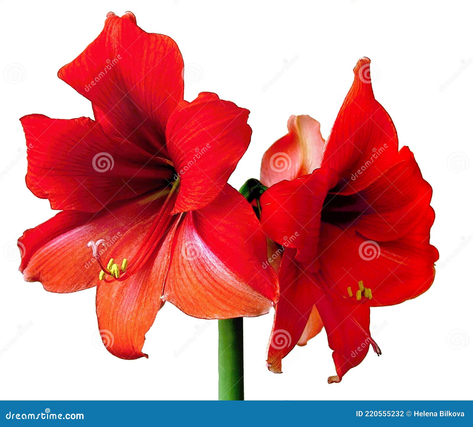 Red Amaryllis Flower Bulbs stock photo. Image of flower - 220555232