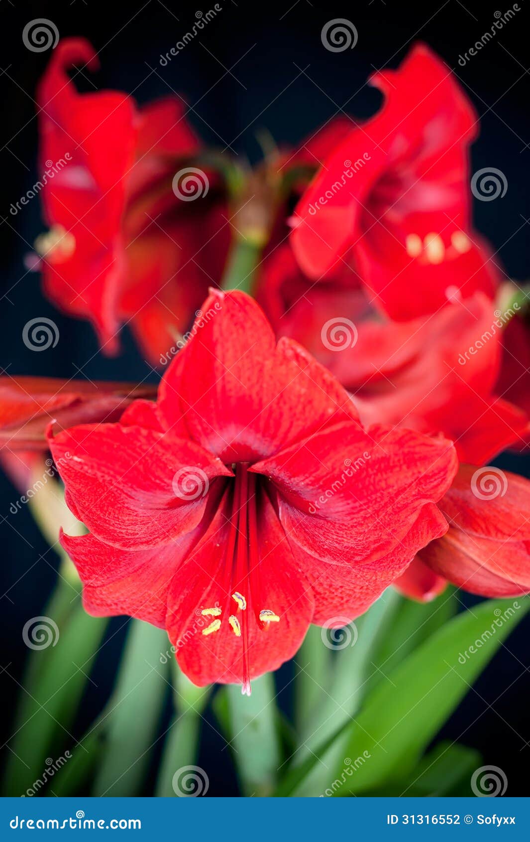 Red Amaryllis Flowers stock photo. Image of beauty, floral - 31316552