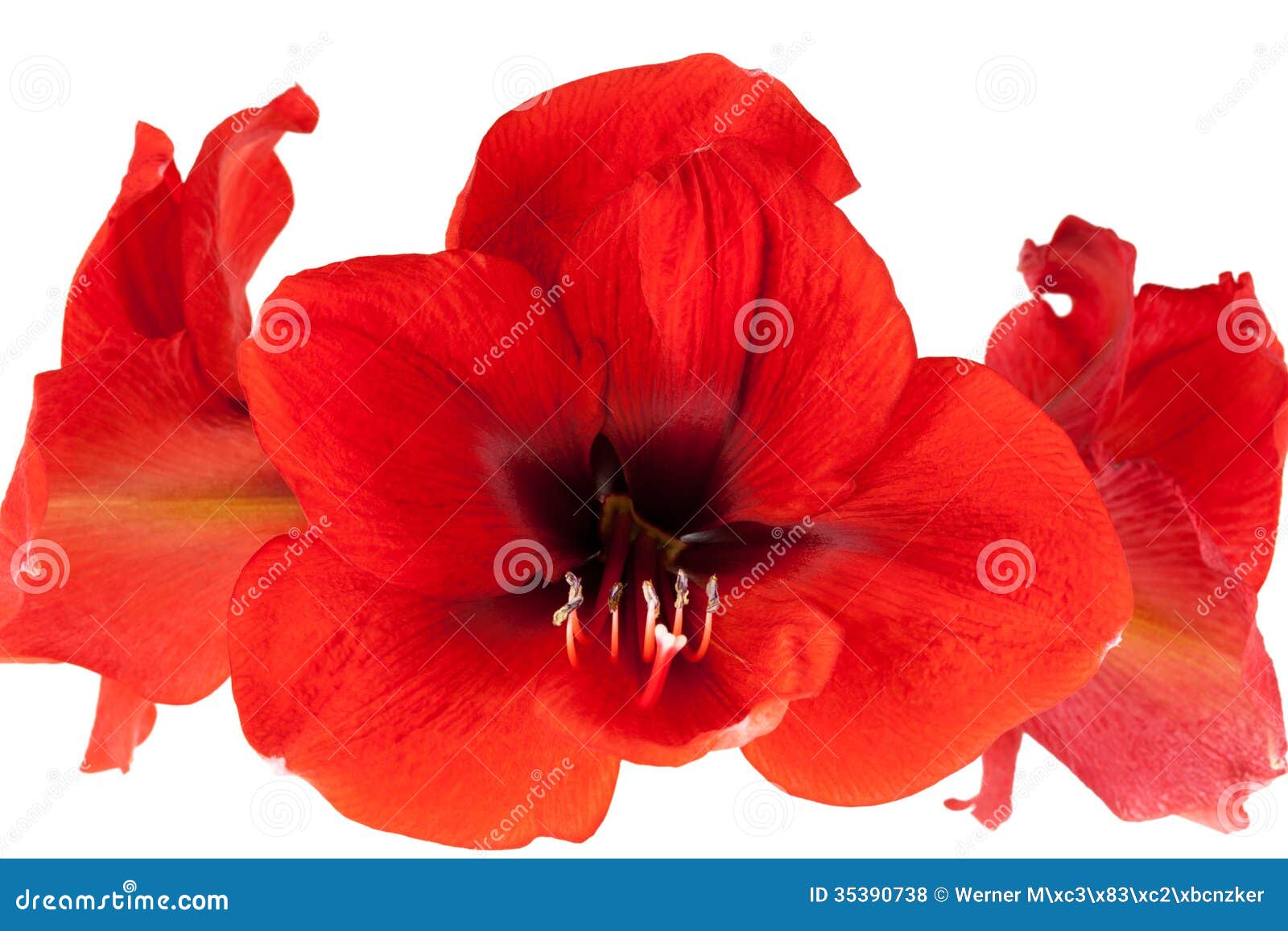 Red Amaryllis isolated stock photo. Image of flora, nobody - 35390738