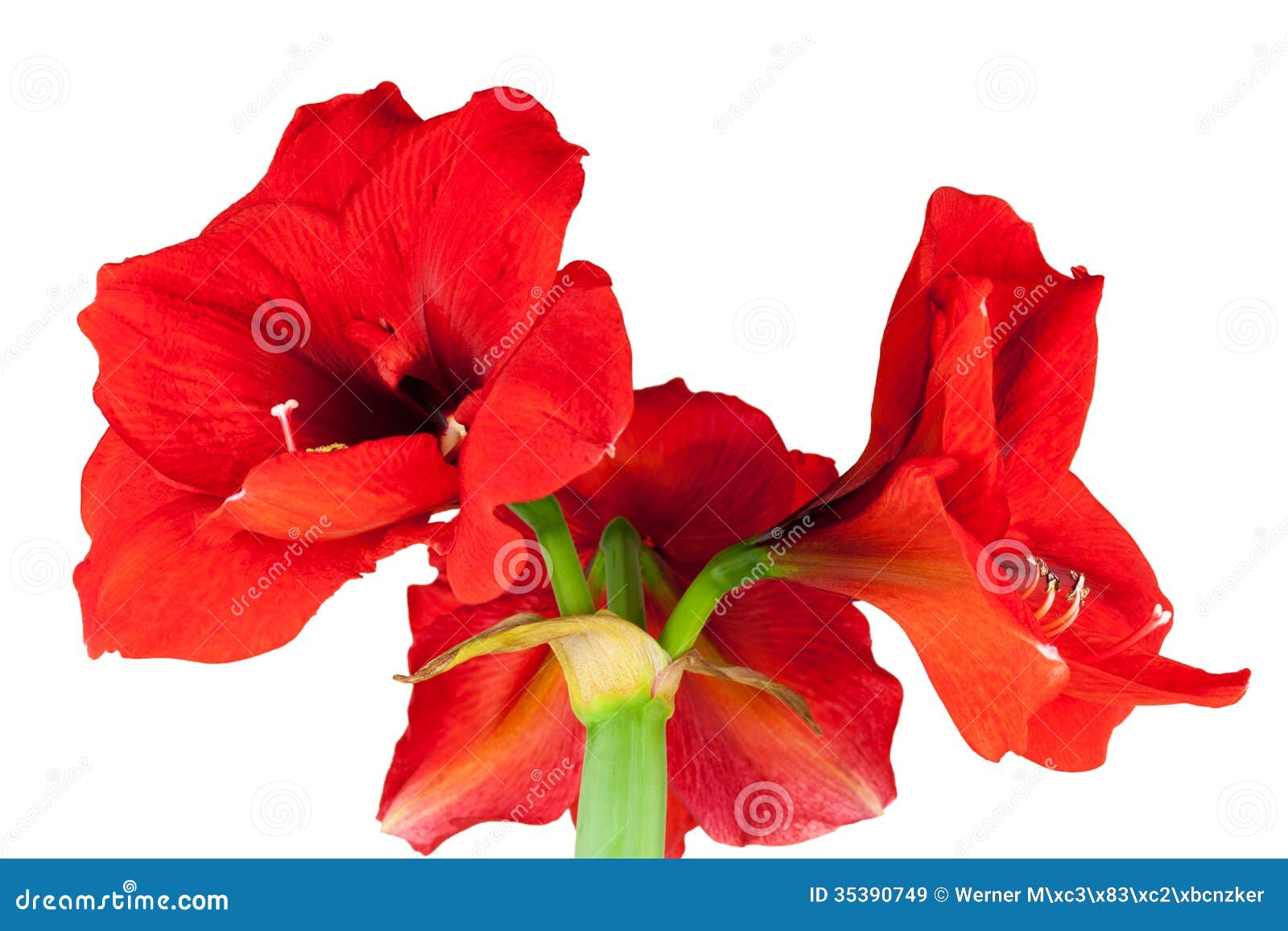 Red Amaryllis isolated stock image. Image of floral, amaryllis - 35390749