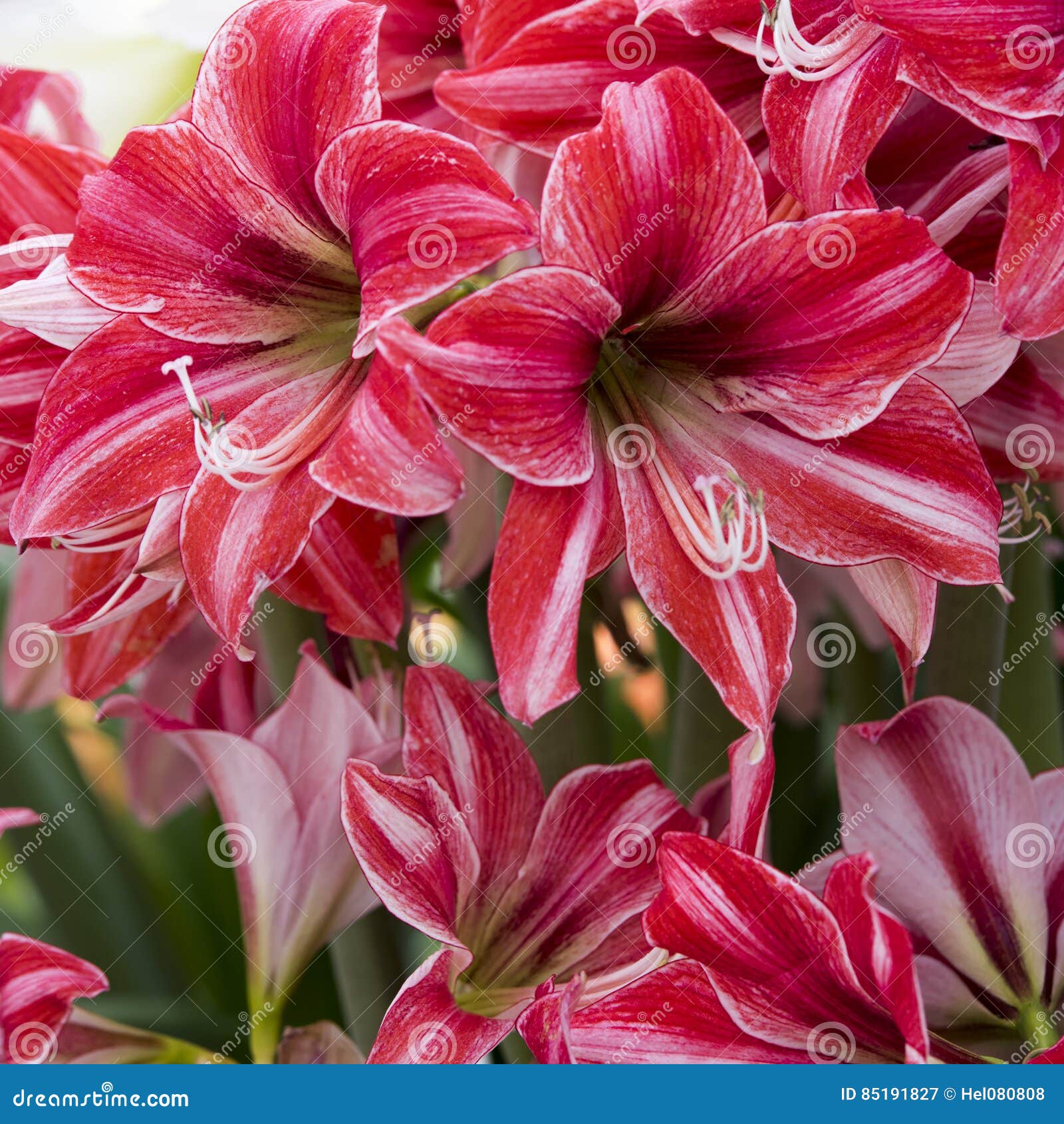 Red Amaryllis with White Lines. a Bunch of of Amaryllis with Lots of ...