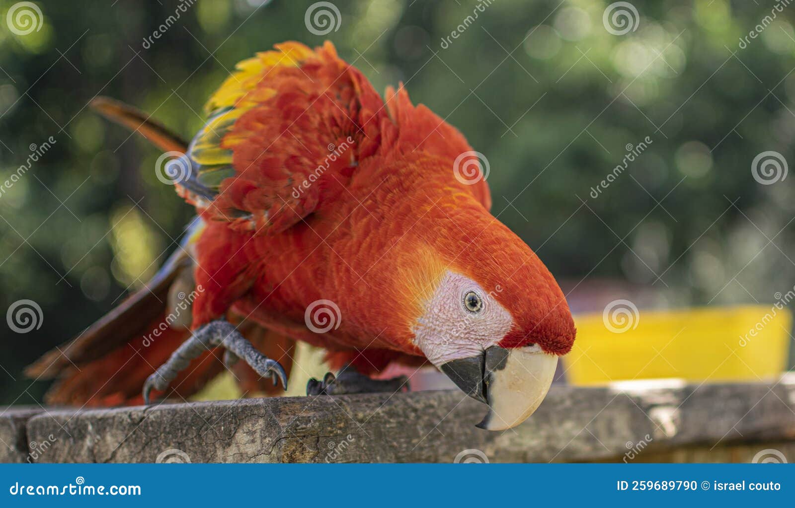 Red amazon macaw stock photo. Image of chicken, beak - 259689790