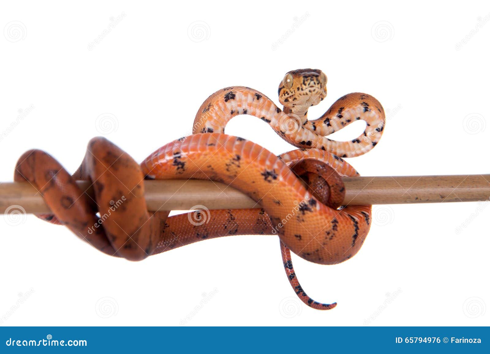 Red Amazon Tree Boa, 7 Days Old, Isolated on White Stock Photo - Image ...