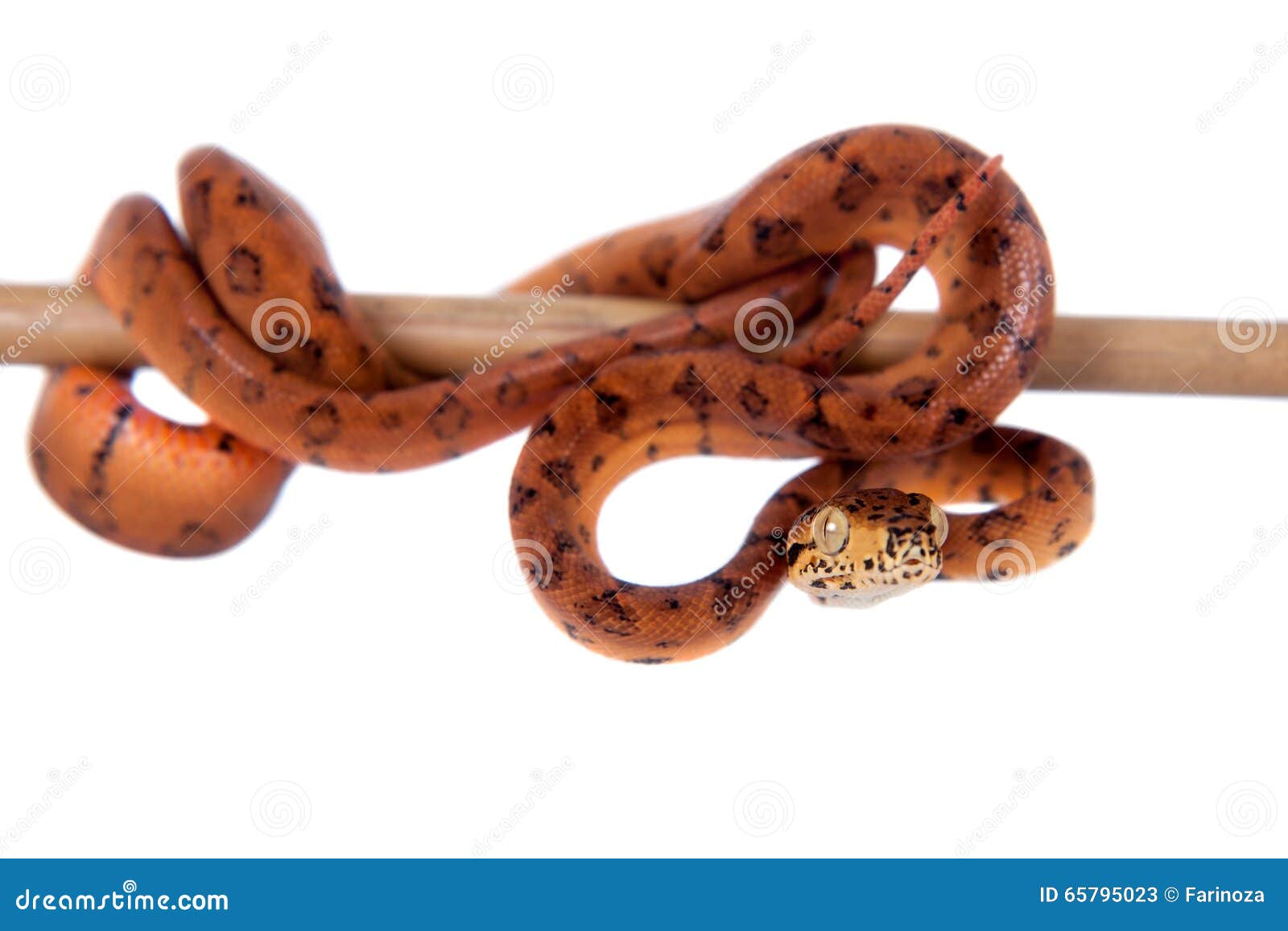 Red Amazon Tree Boa, 7 Days Old, Isolated on White Stock Image - Image ...