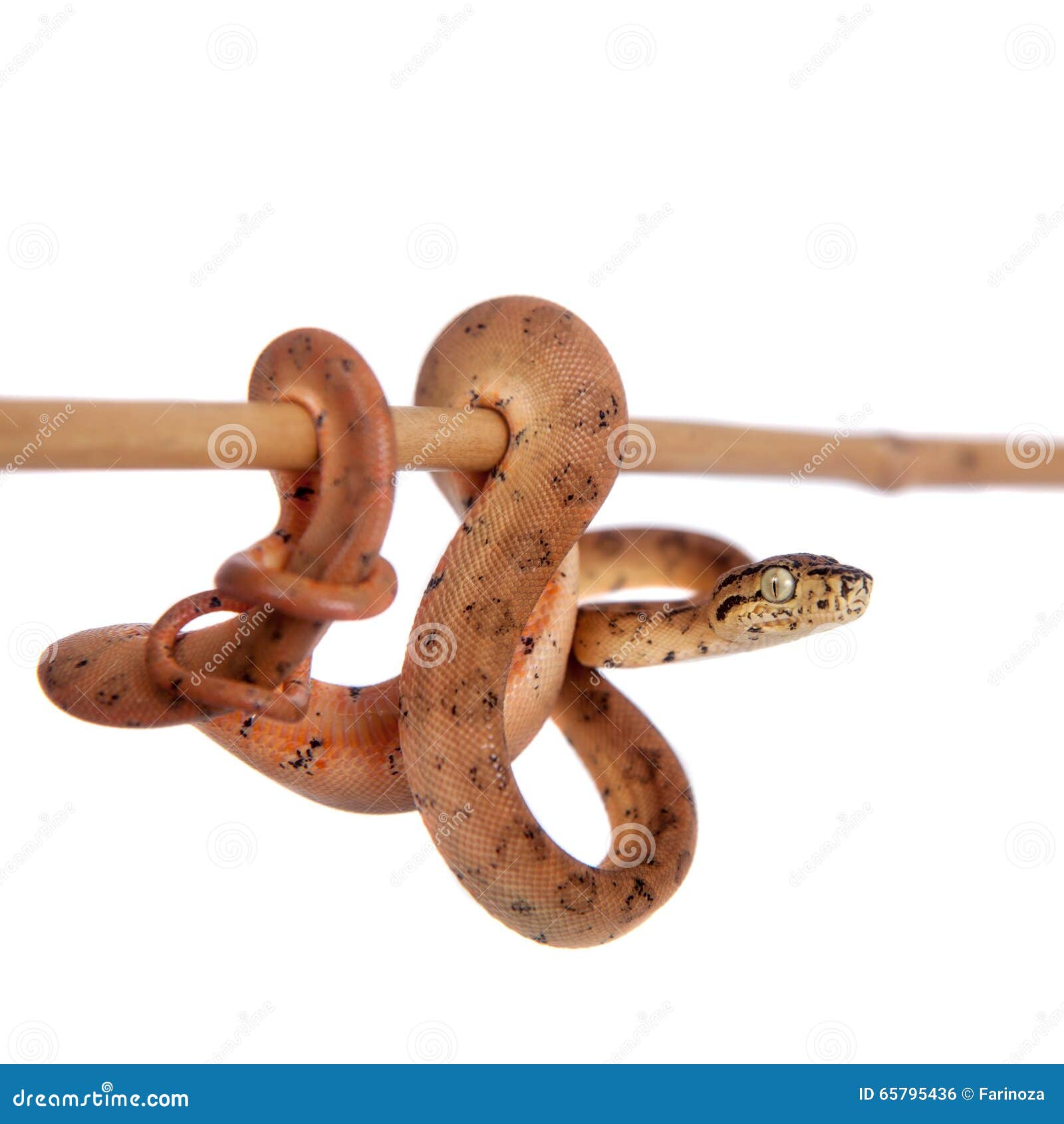 Red Amazon Tree Boa, 7 Days Old, Isolated on White Stock Photo - Image ...