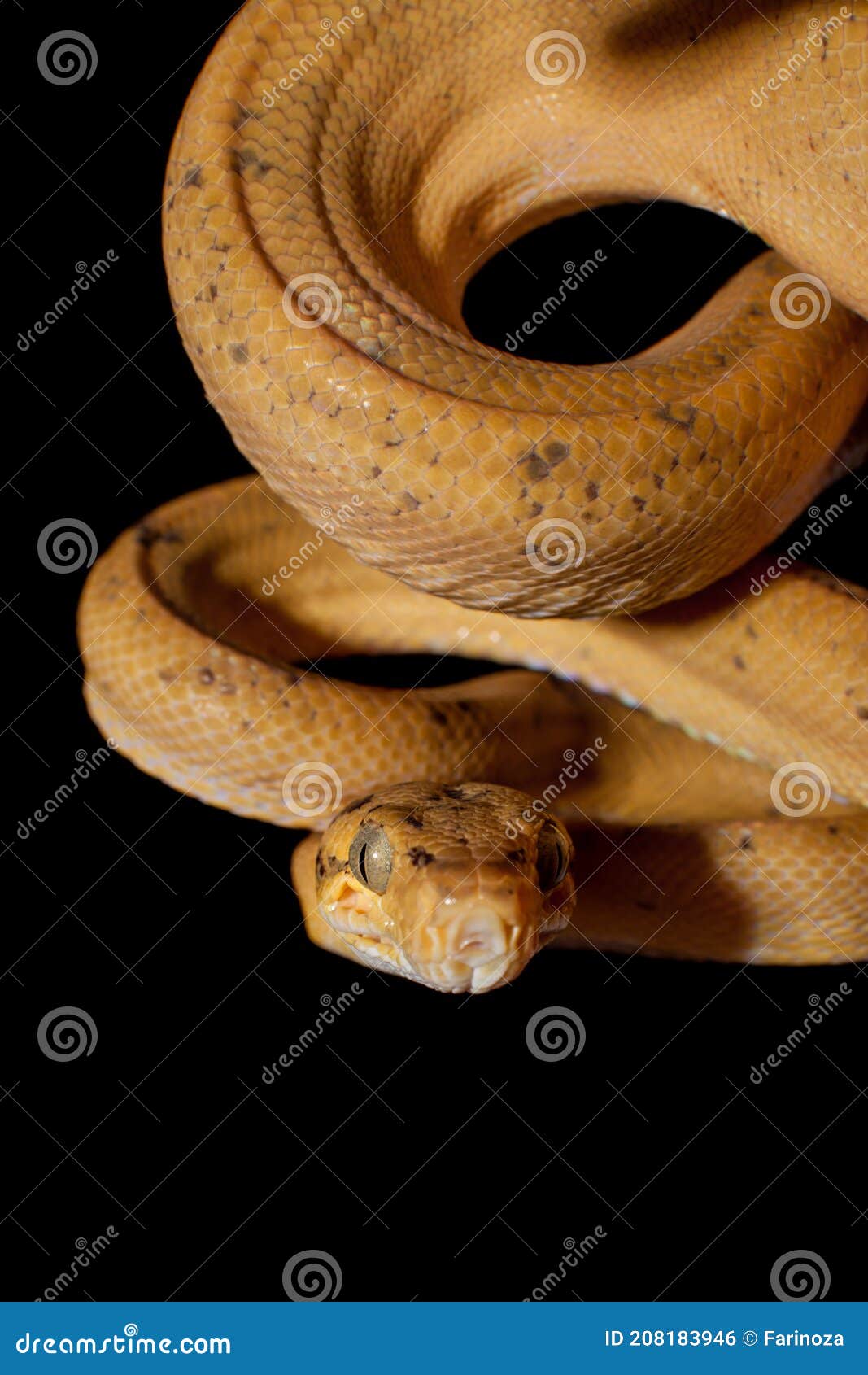 Red Amazon Tree Boa Isolated on Black Stock Photo - Image of slither ...
