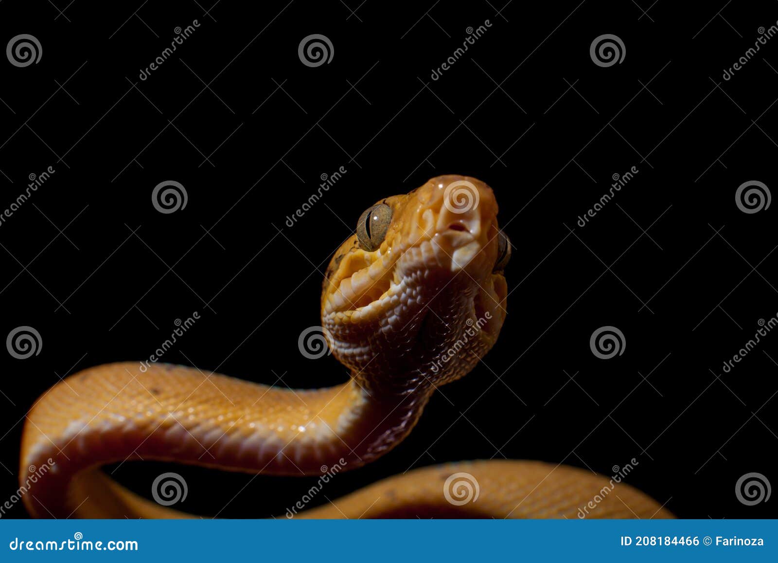 Red Amazon Tree Boa Isolated on Black Stock Photo - Image of rain ...
